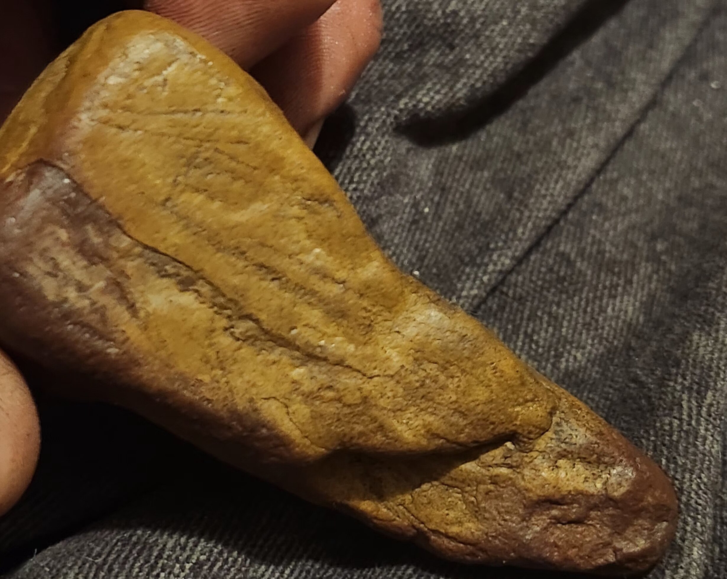 decomposition - Fossil ID - The Fossil Forum