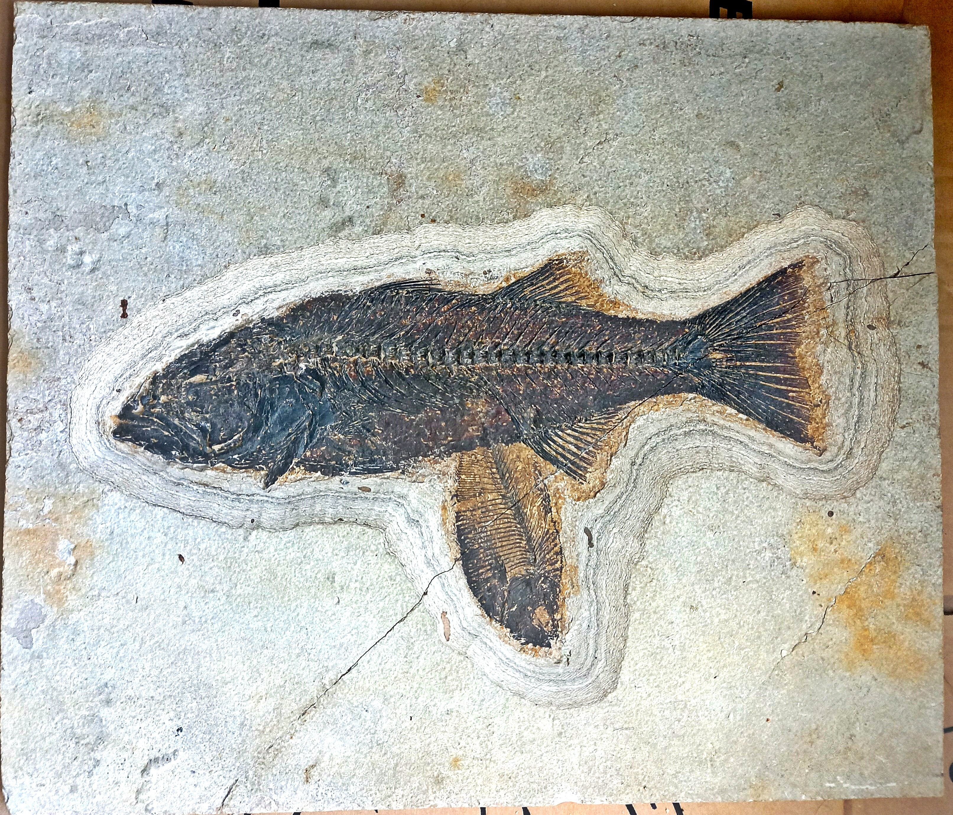 Repair green river slab - Fossil Preparation - The Fossil Forum