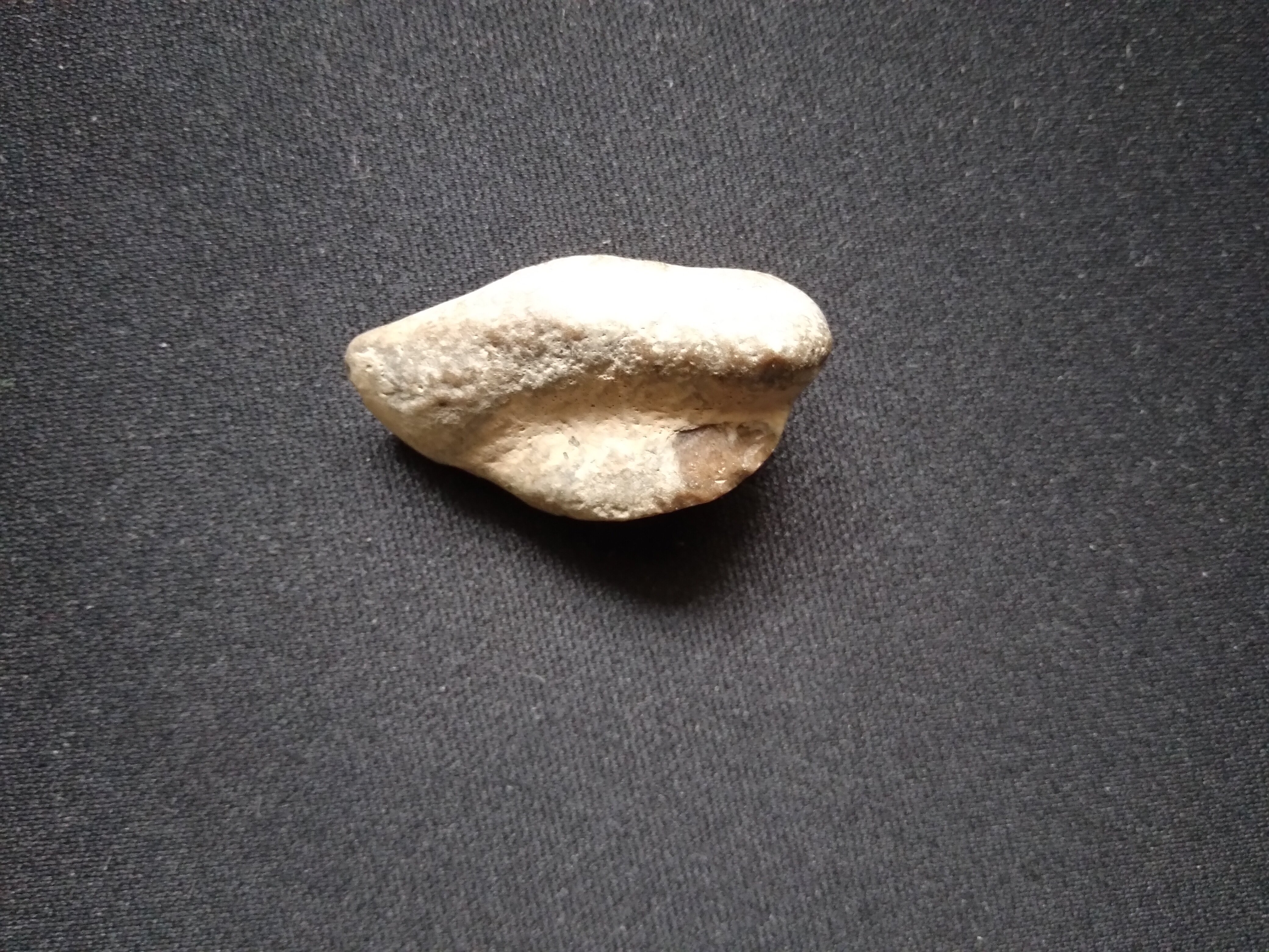 Cetacean Otolith - Fossil ID - The Fossil Forum