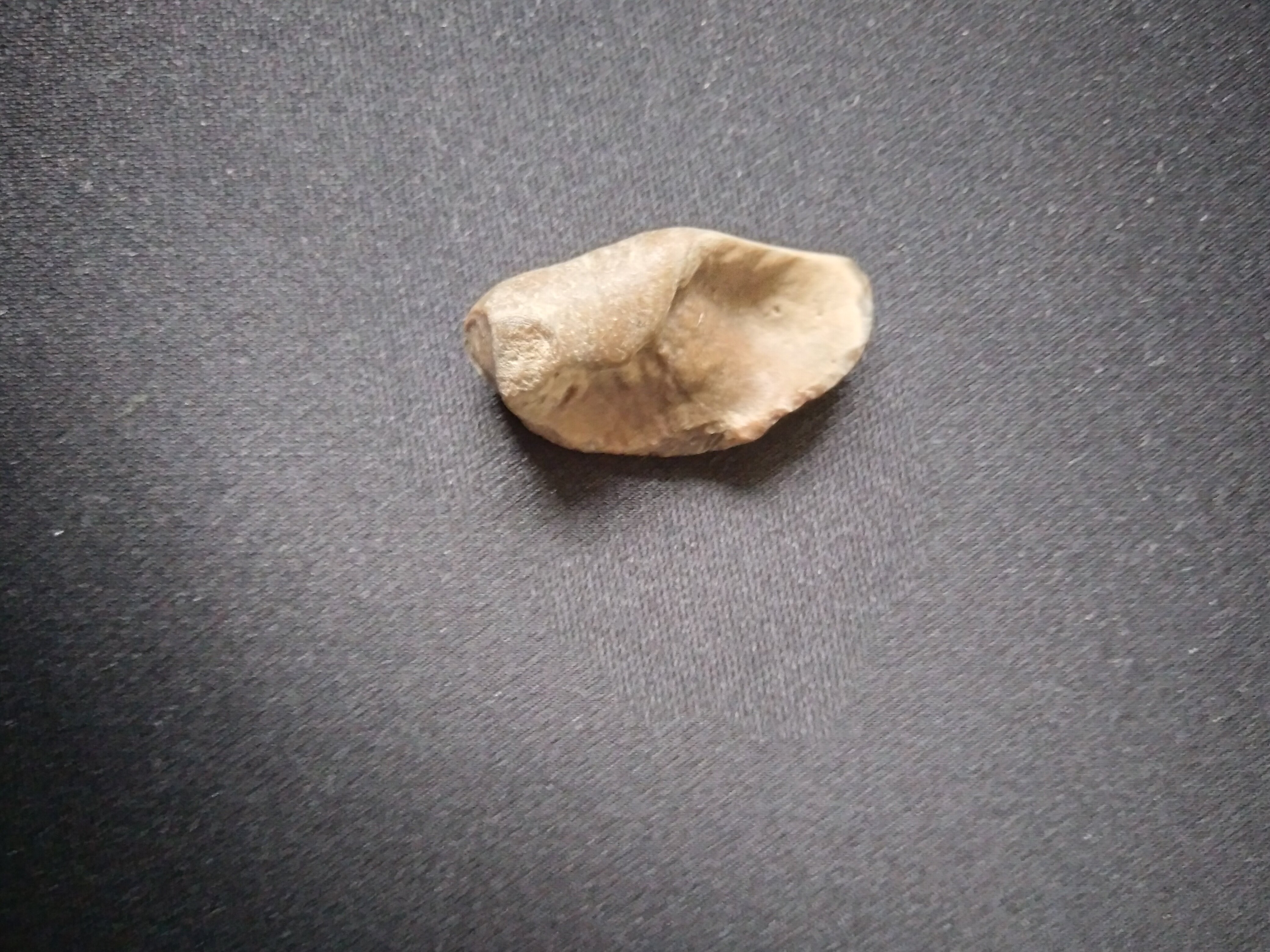 Cetacean Otolith - Fossil ID - The Fossil Forum
