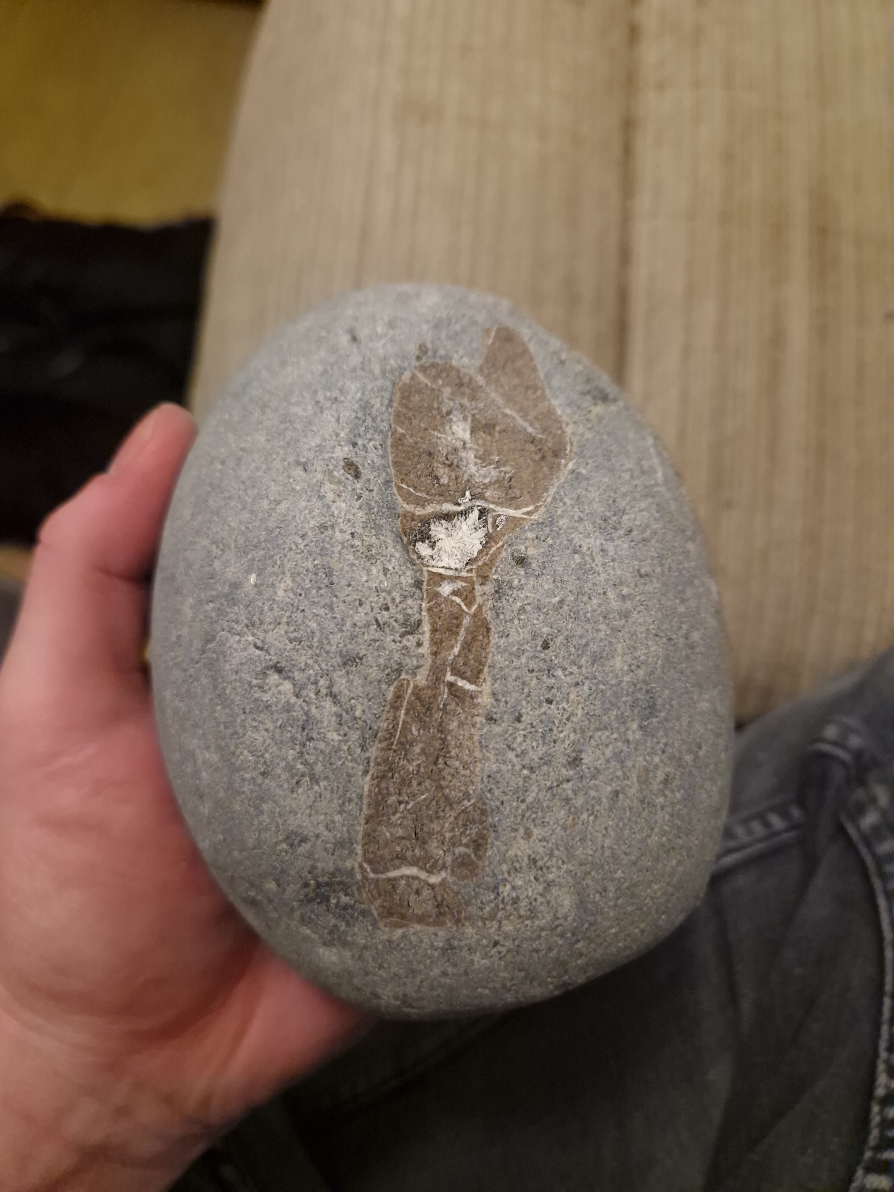 Any ideas? - Fossil ID - The Fossil Forum