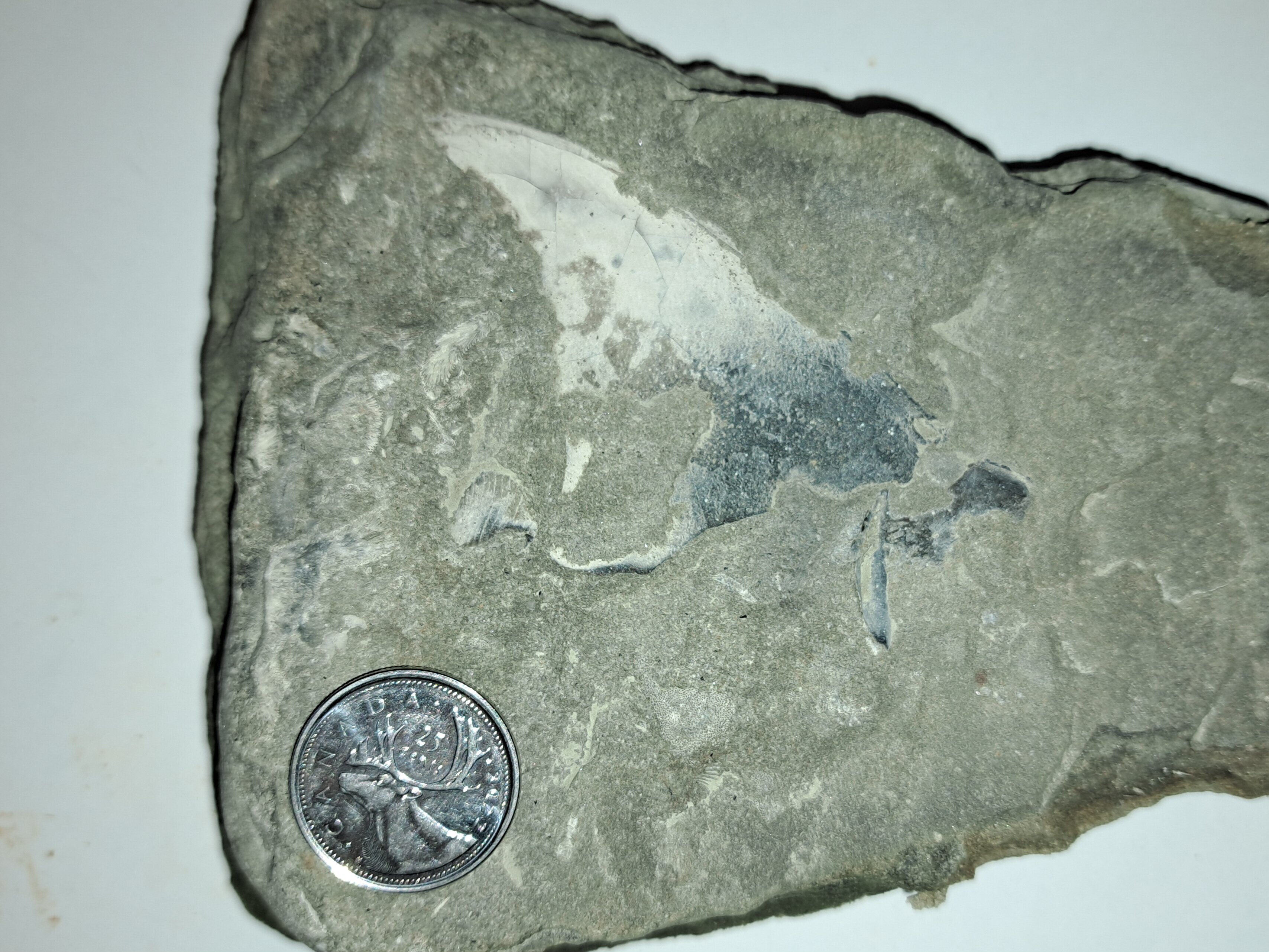 Unknown fossil found near Toronto - Fossil ID - The Fossil Forum
