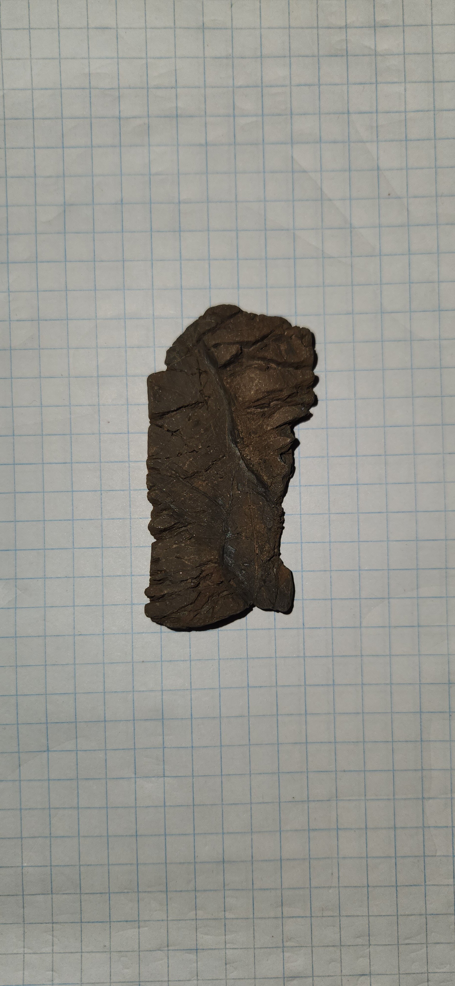 Fossilized Tree Bark? - Fossil ID - The Fossil Forum