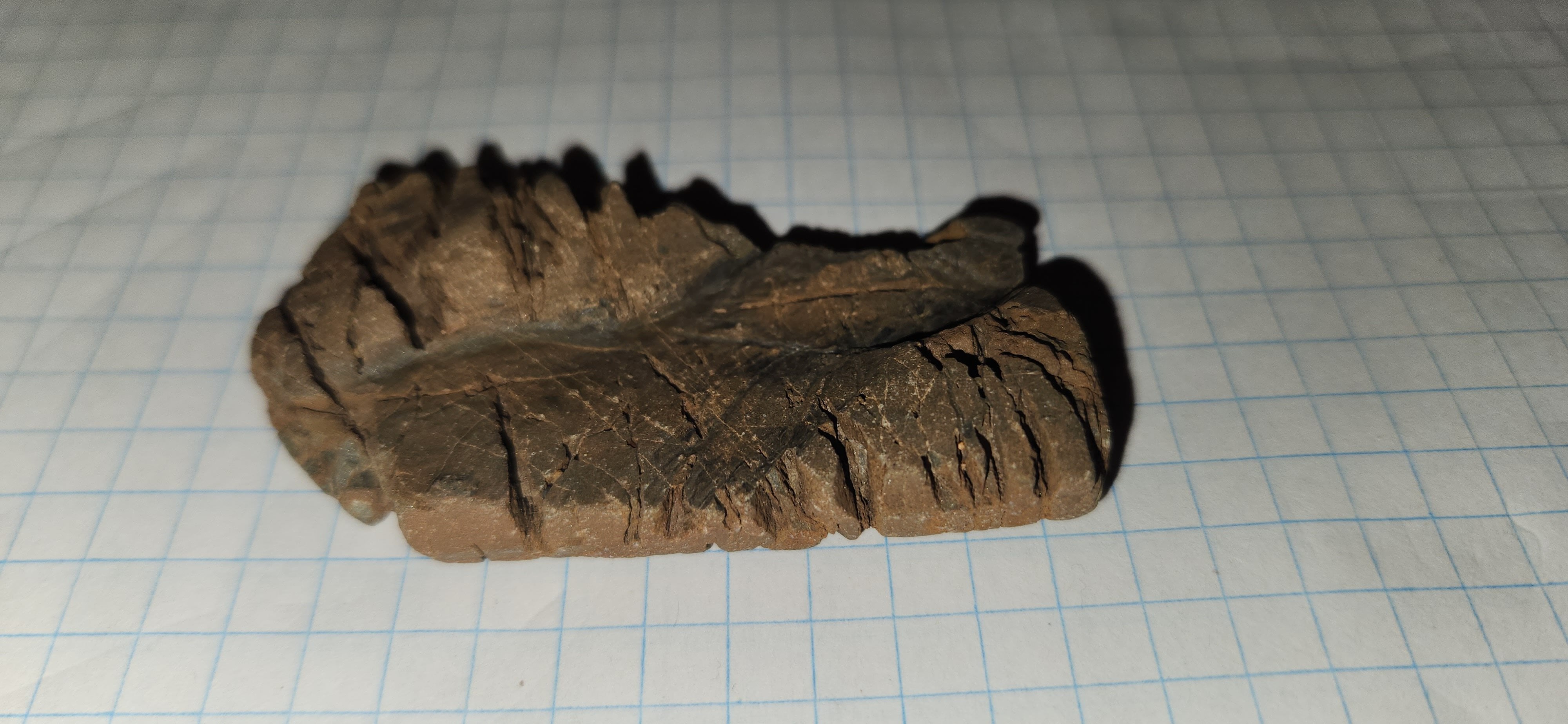 Fossilized Tree Bark? - Fossil ID - The Fossil Forum