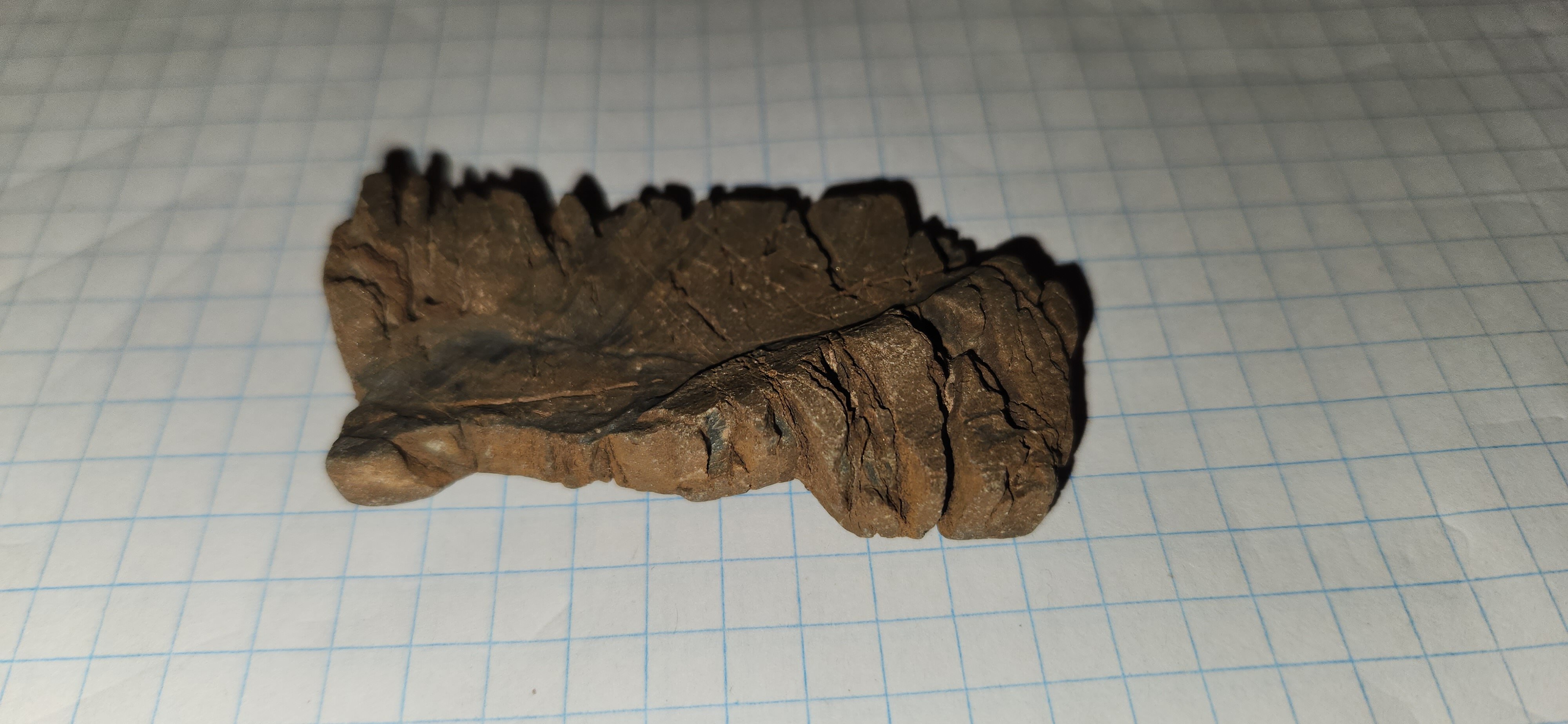 Fossilized Tree Bark? - Fossil ID - The Fossil Forum