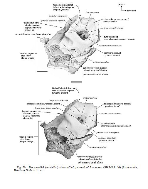 Bone Valley Creek - Fossil ID - The Fossil Forum