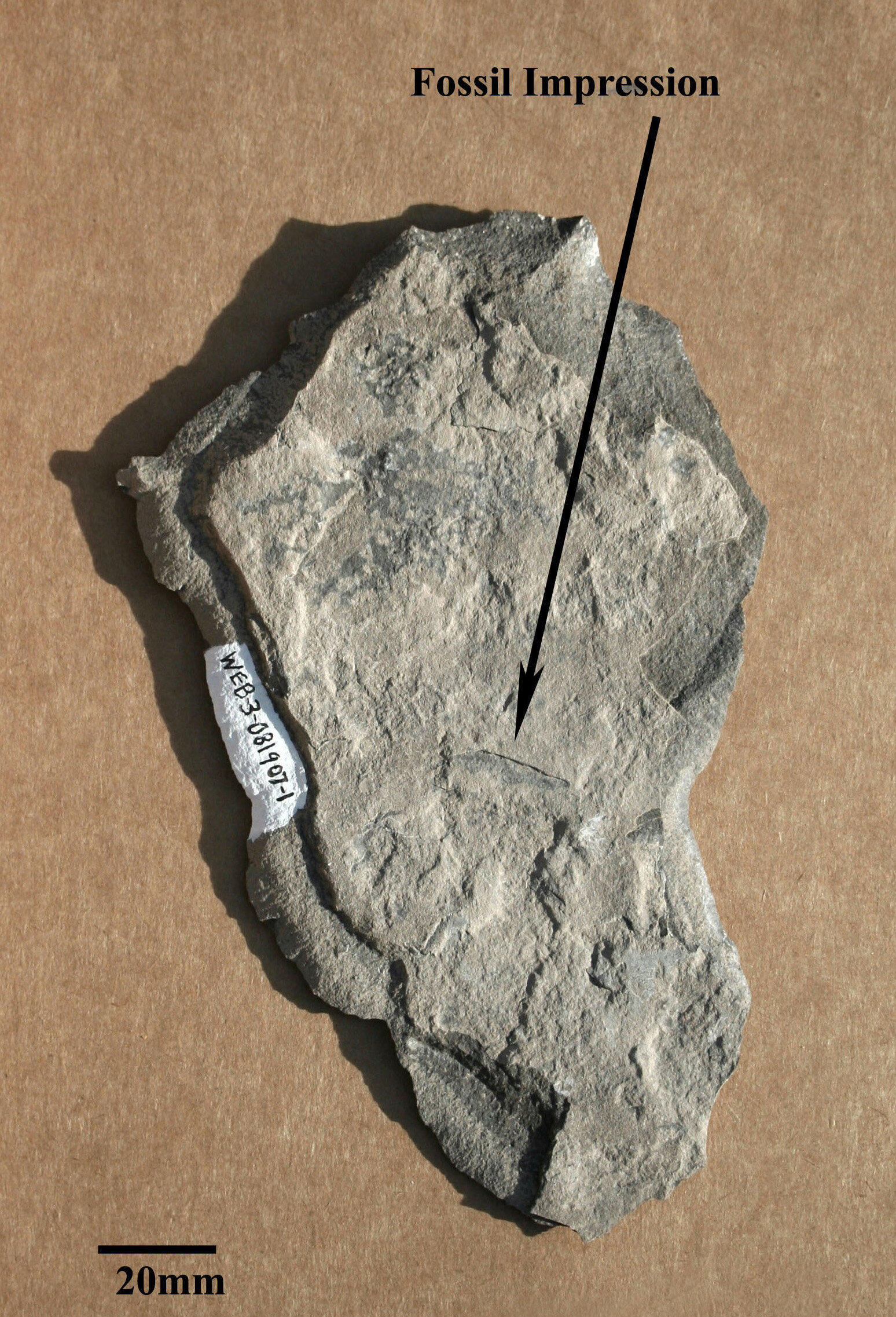 New Fossil Hardistiella montanensis Lamprey from Bear Gulch Limestone ...