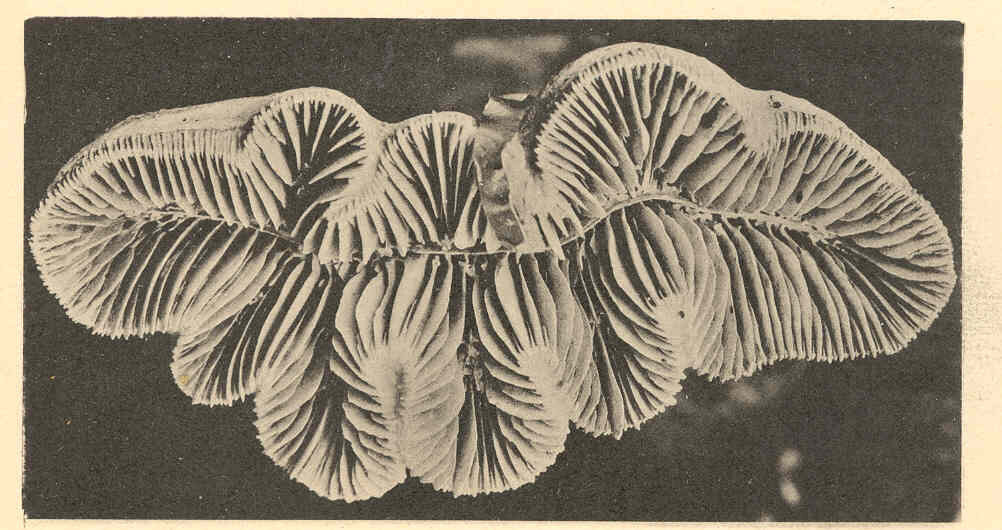 Pleistocene Rock Marine Imprint - Fossil ID - The Fossil Forum