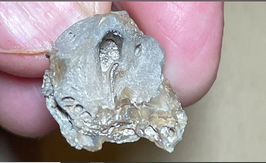 Bone Valley Creek - Fossil ID - The Fossil Forum