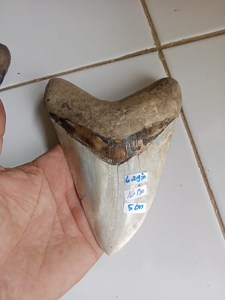 Real or fake megalodon tooth - Is It Real? How to Recognize Fossil ...
