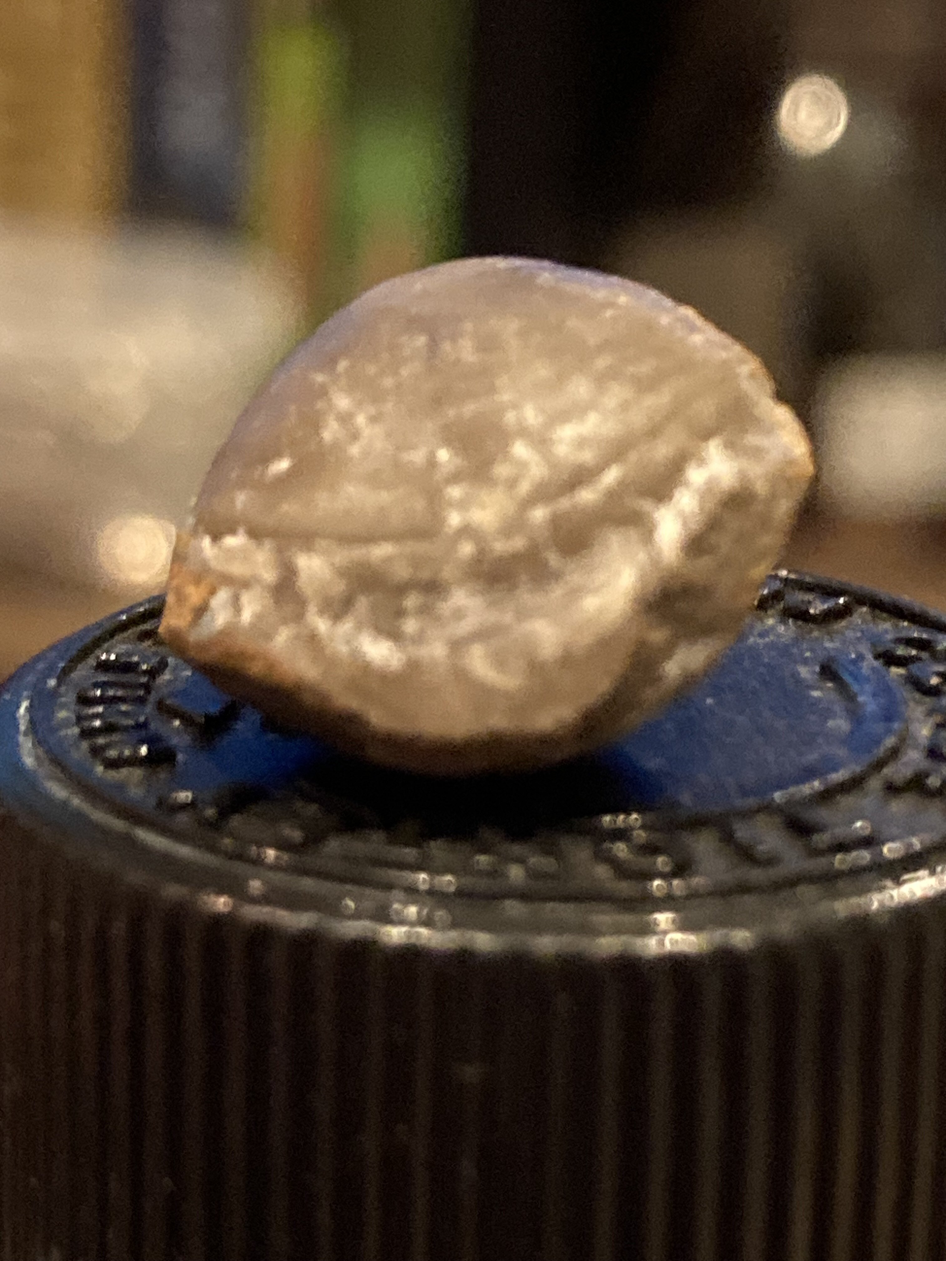 Clam Fossil Identification - Micro-paleontology - The Fossil Forum