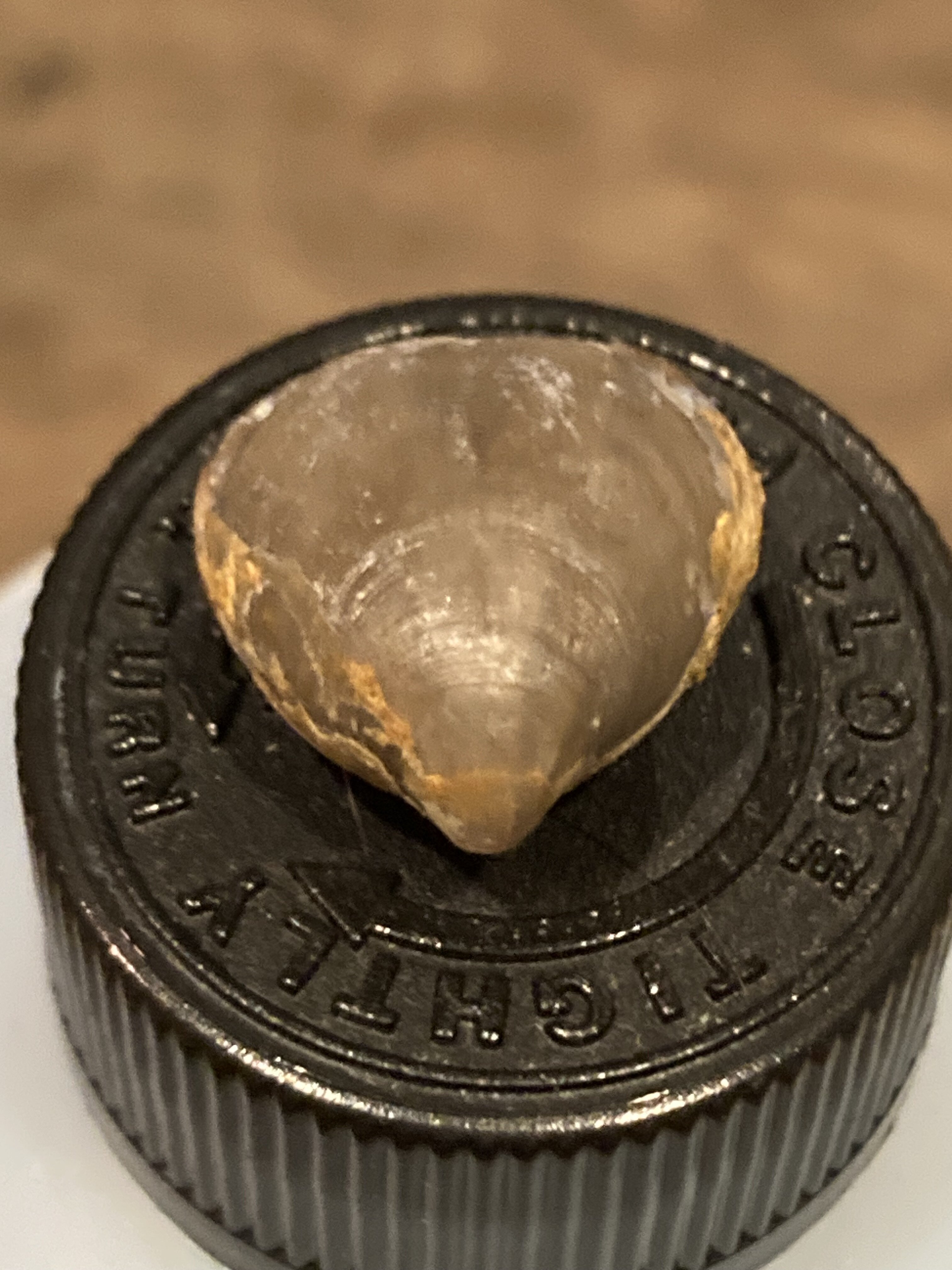 Clam Fossil Identification - Micro-paleontology - The Fossil Forum