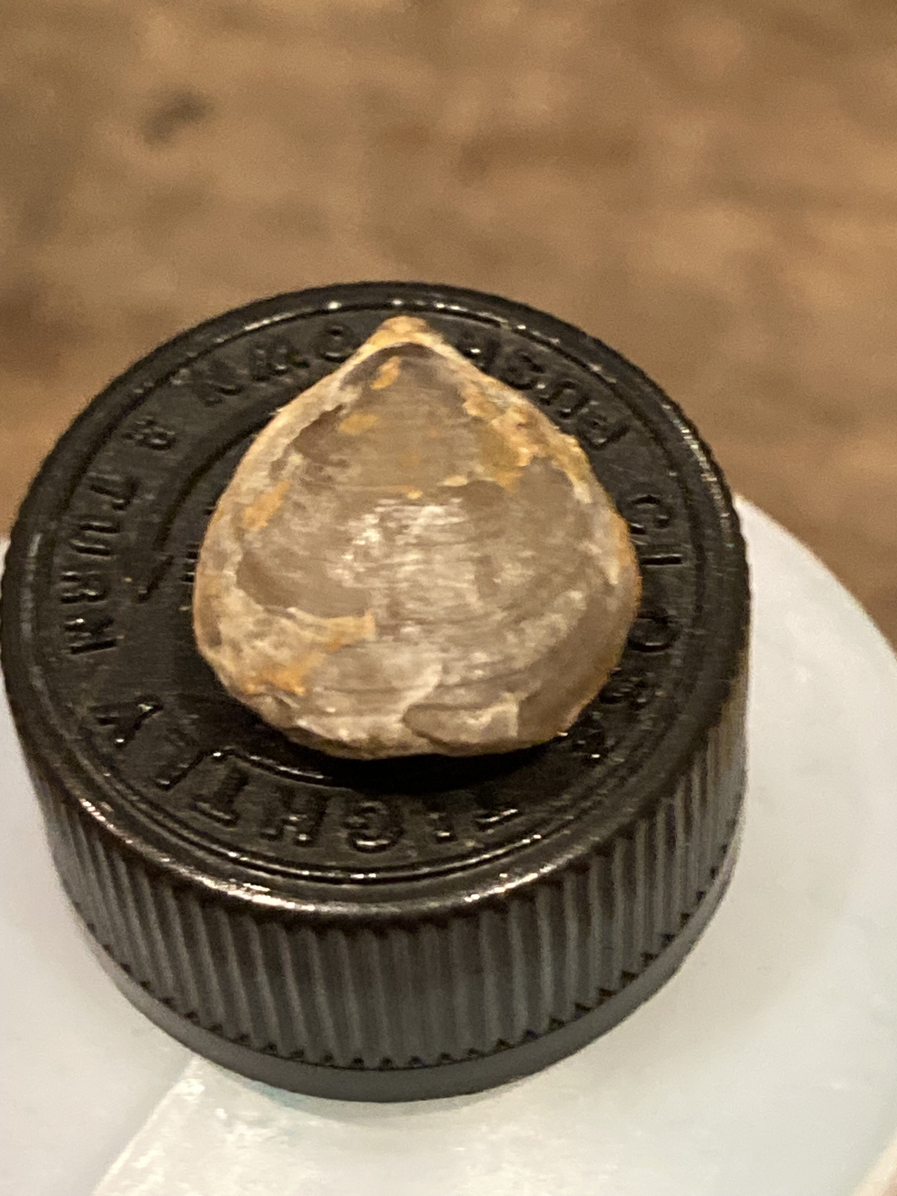 Clam Fossil Identification - Micro-paleontology - The Fossil Forum