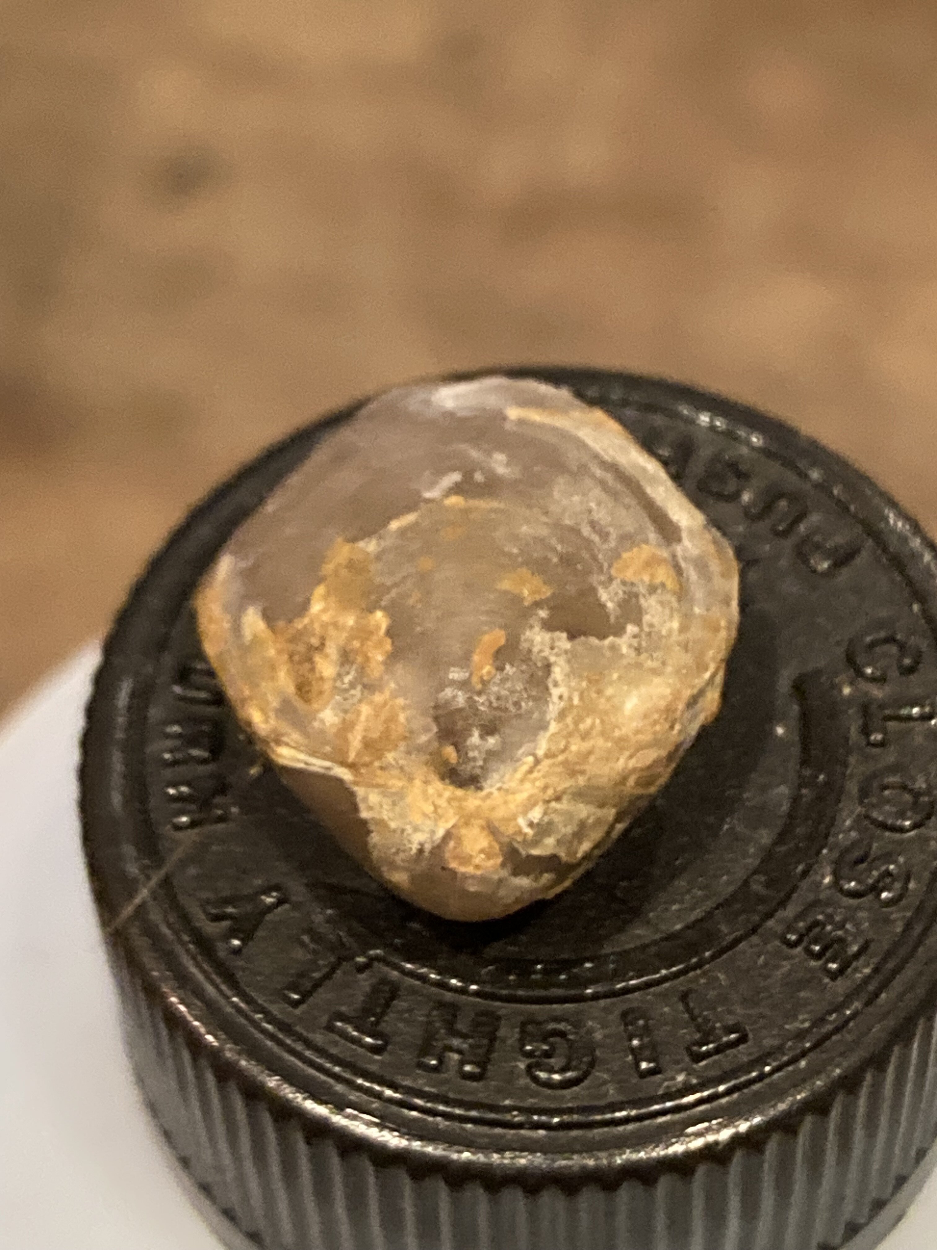 Clam Fossil Identification - Micro-paleontology - The Fossil Forum