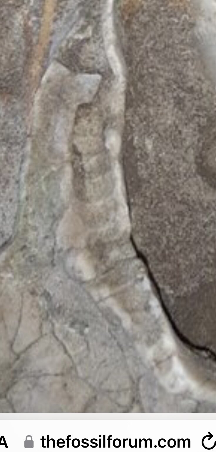 unknown invert - Fossil ID - The Fossil Forum