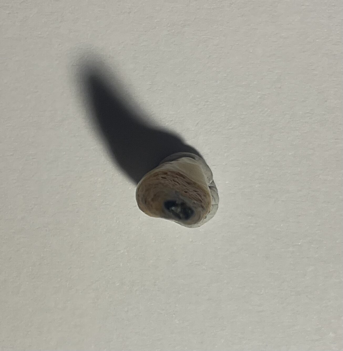 Human tooth ?(!) - Fossil ID - The Fossil Forum