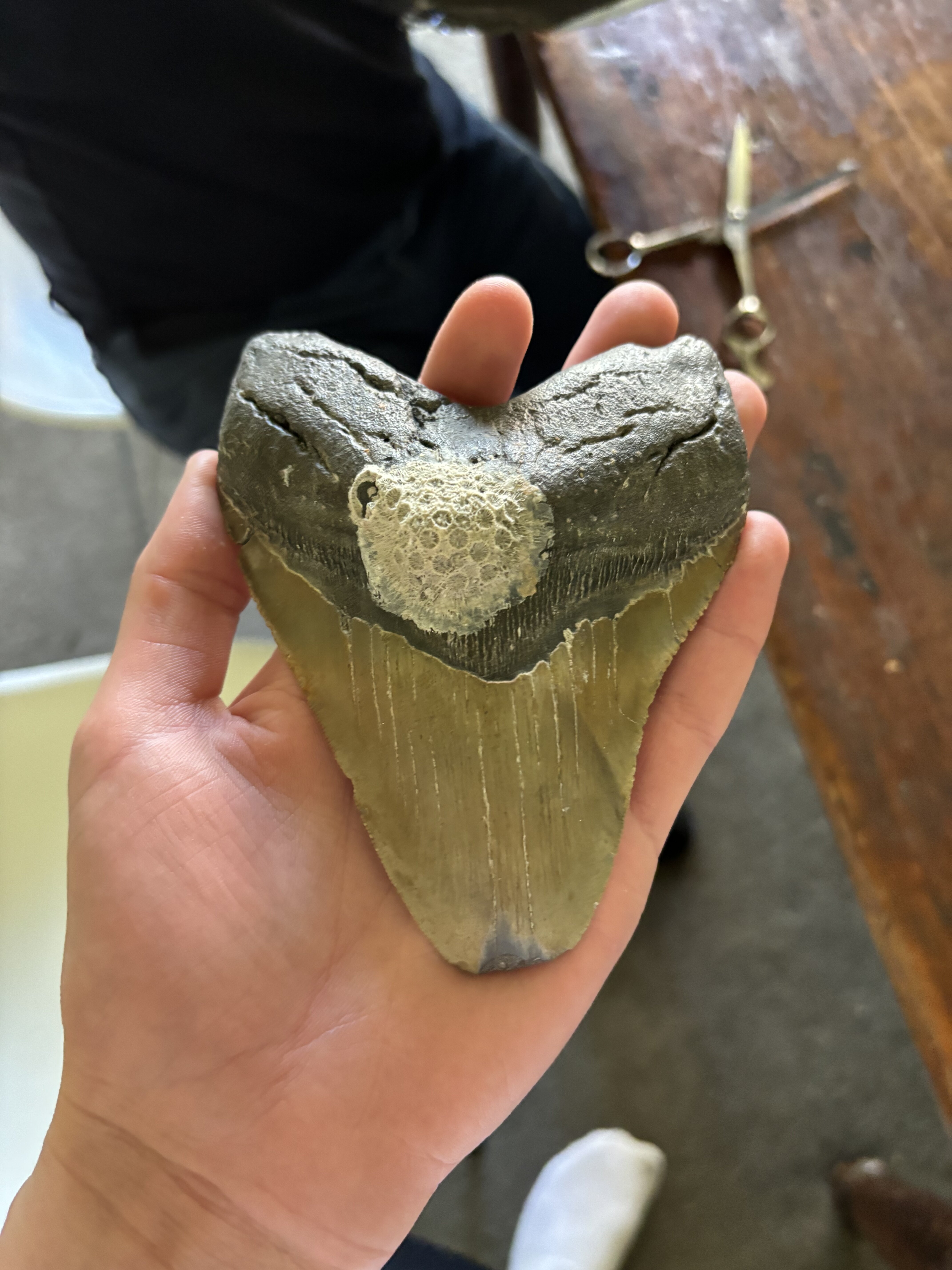 Fossilised Coral on Megalodon tooth? - Fossil ID - The Fossil Forum