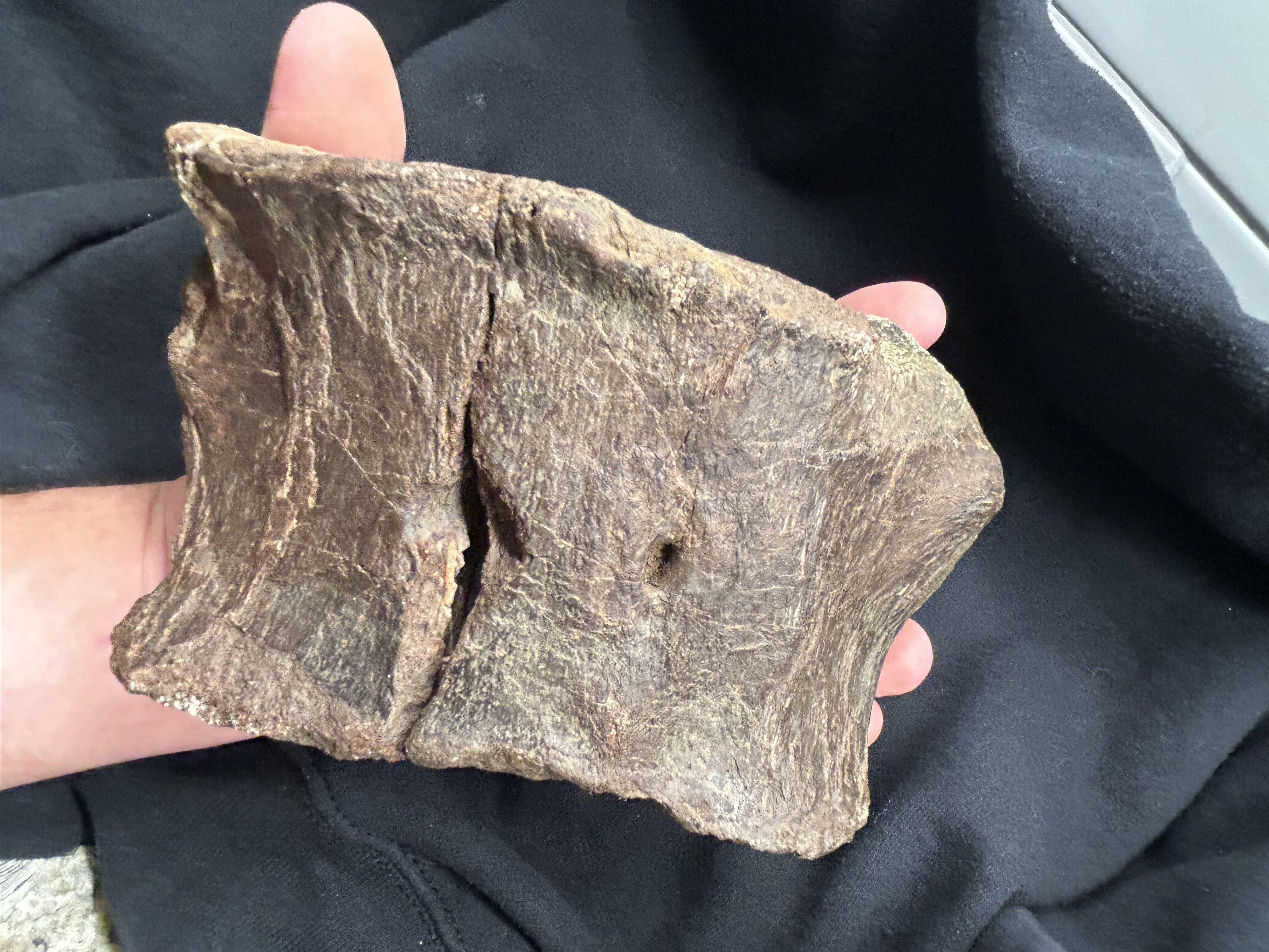 Trinity River (DFW airport area) ID needed! - Fossil ID - The Fossil Forum