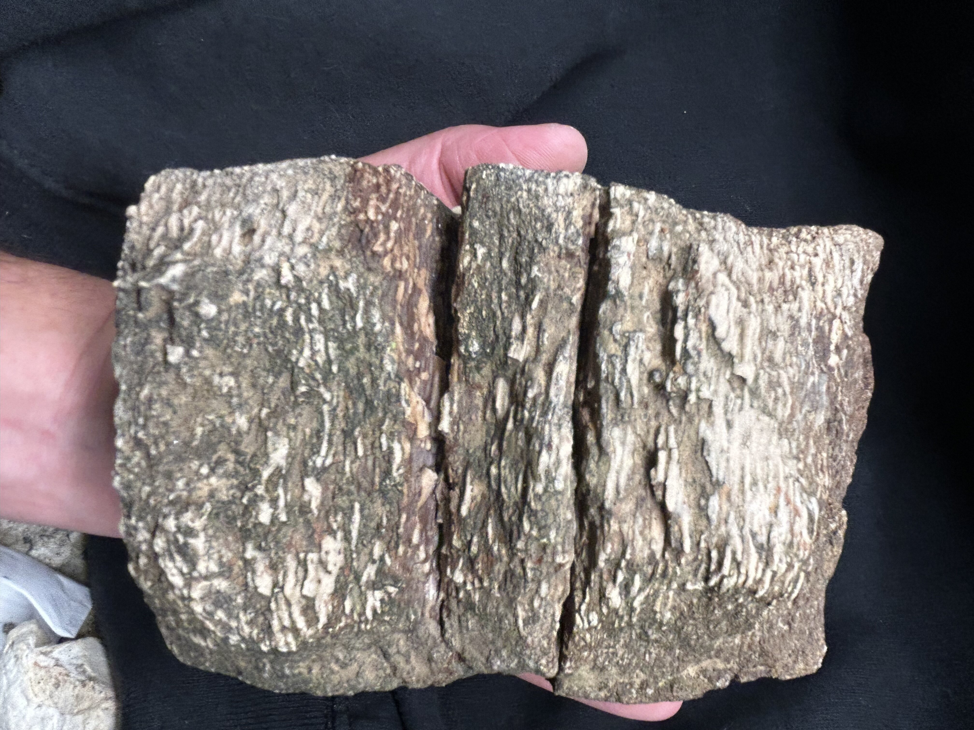 Trinity River (DFW airport area) ID needed! - Fossil ID - The Fossil Forum