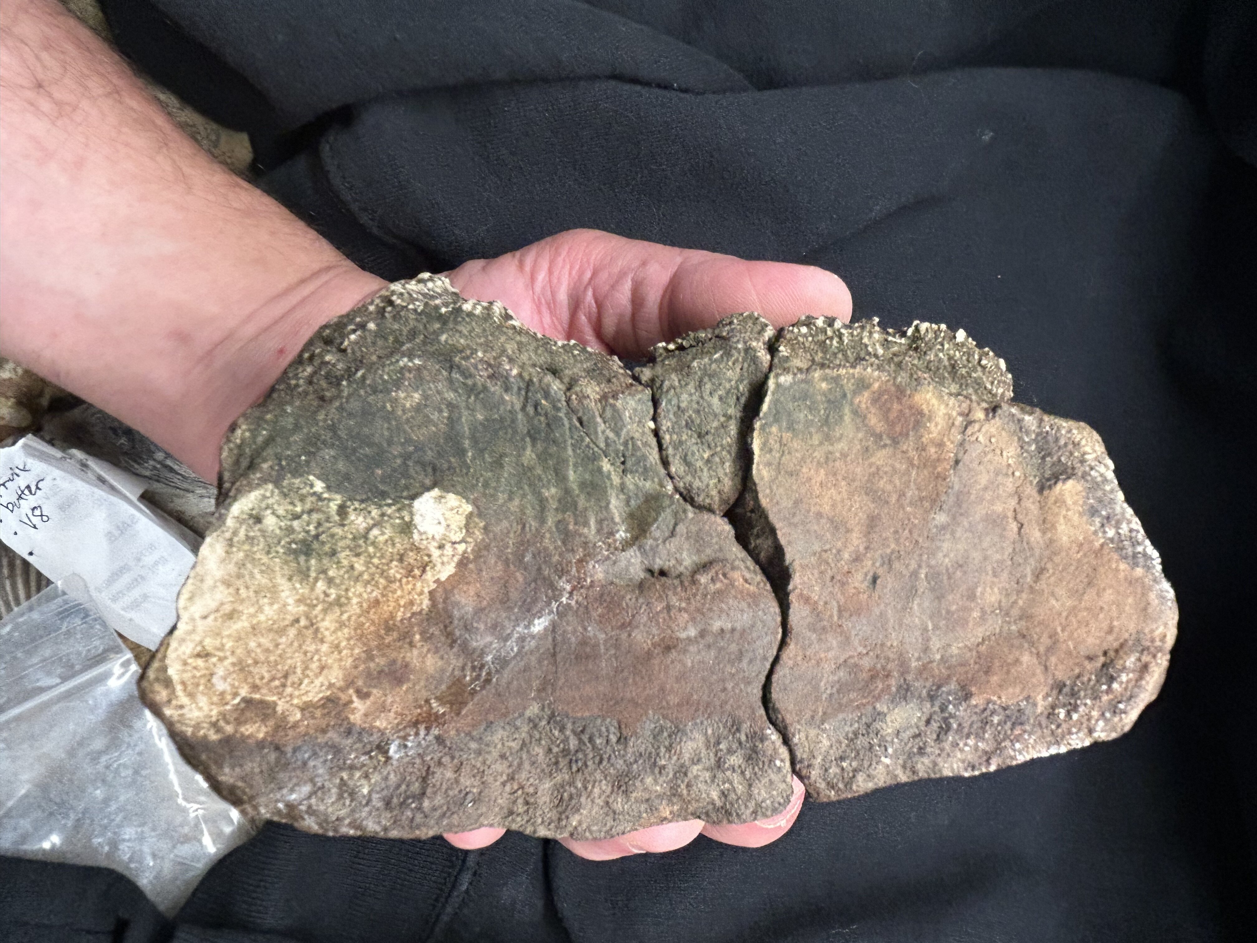 Trinity River (DFW airport area) ID needed! - Fossil ID - The Fossil Forum