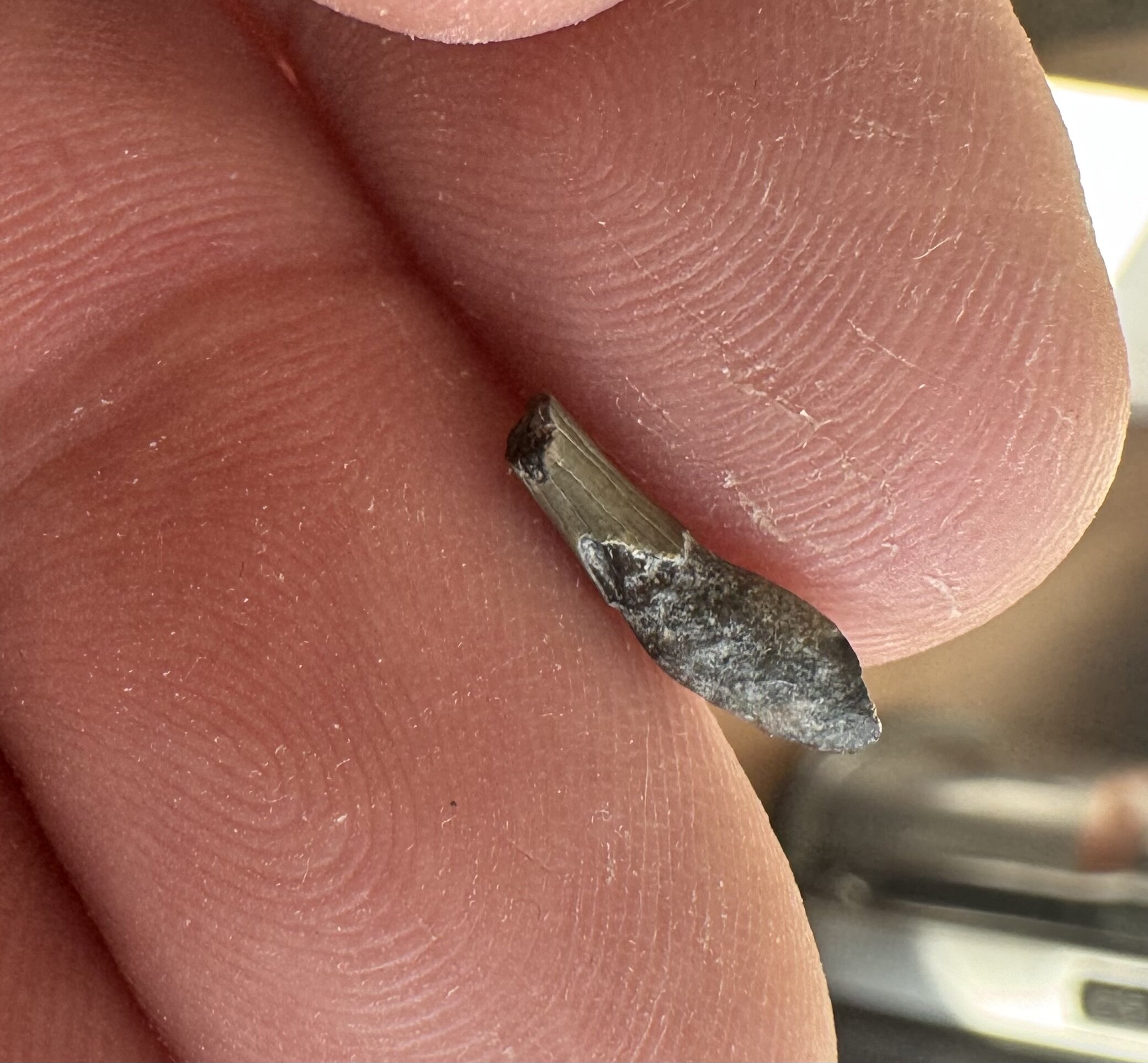 Tooth Identification Assistance - Fossil ID - The Fossil Forum