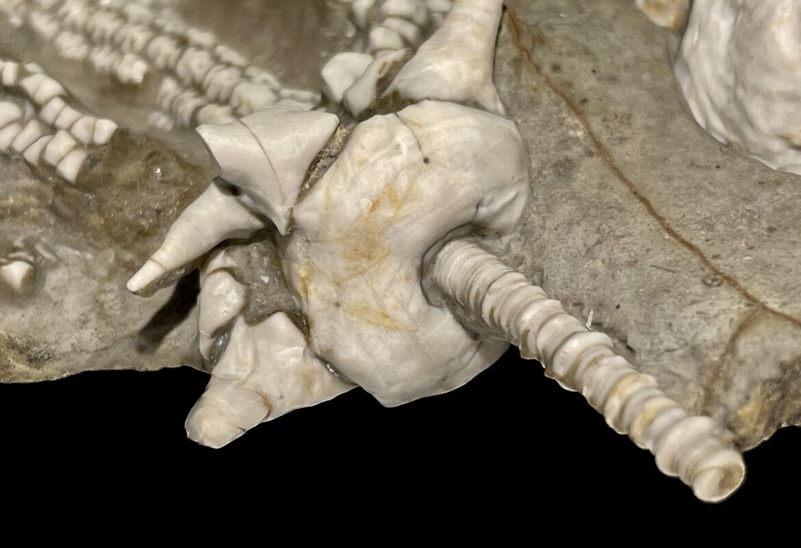 A Pirasocrinid Crinoid from the Pennsylvanian Holdenville Formation ...