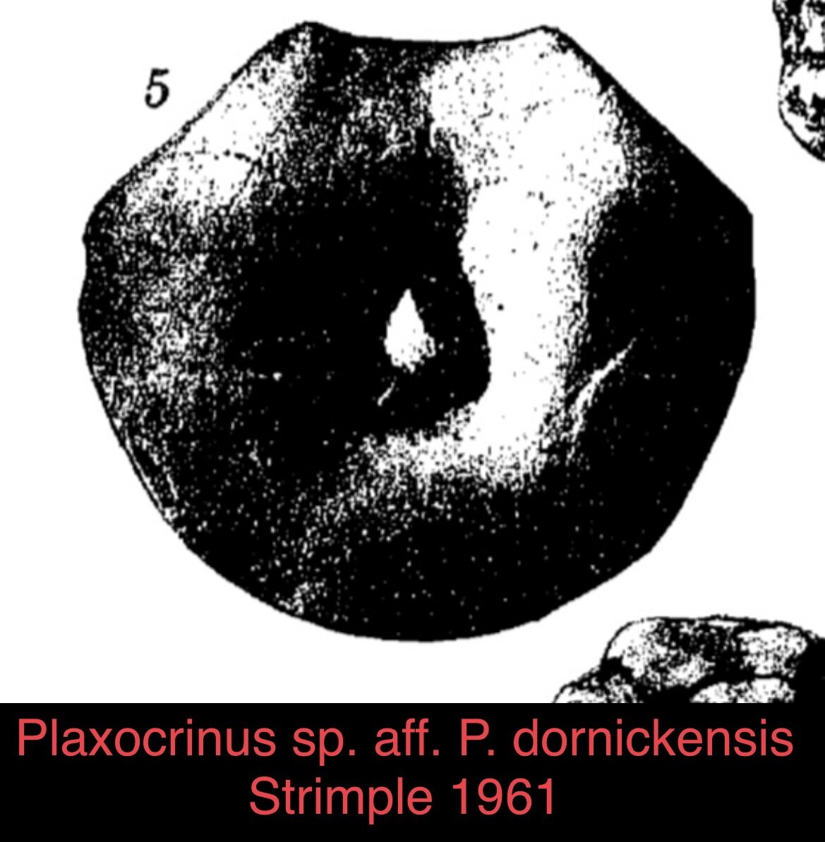 A Pirasocrinid Crinoid from the Pennsylvanian Holdenville Formation ...