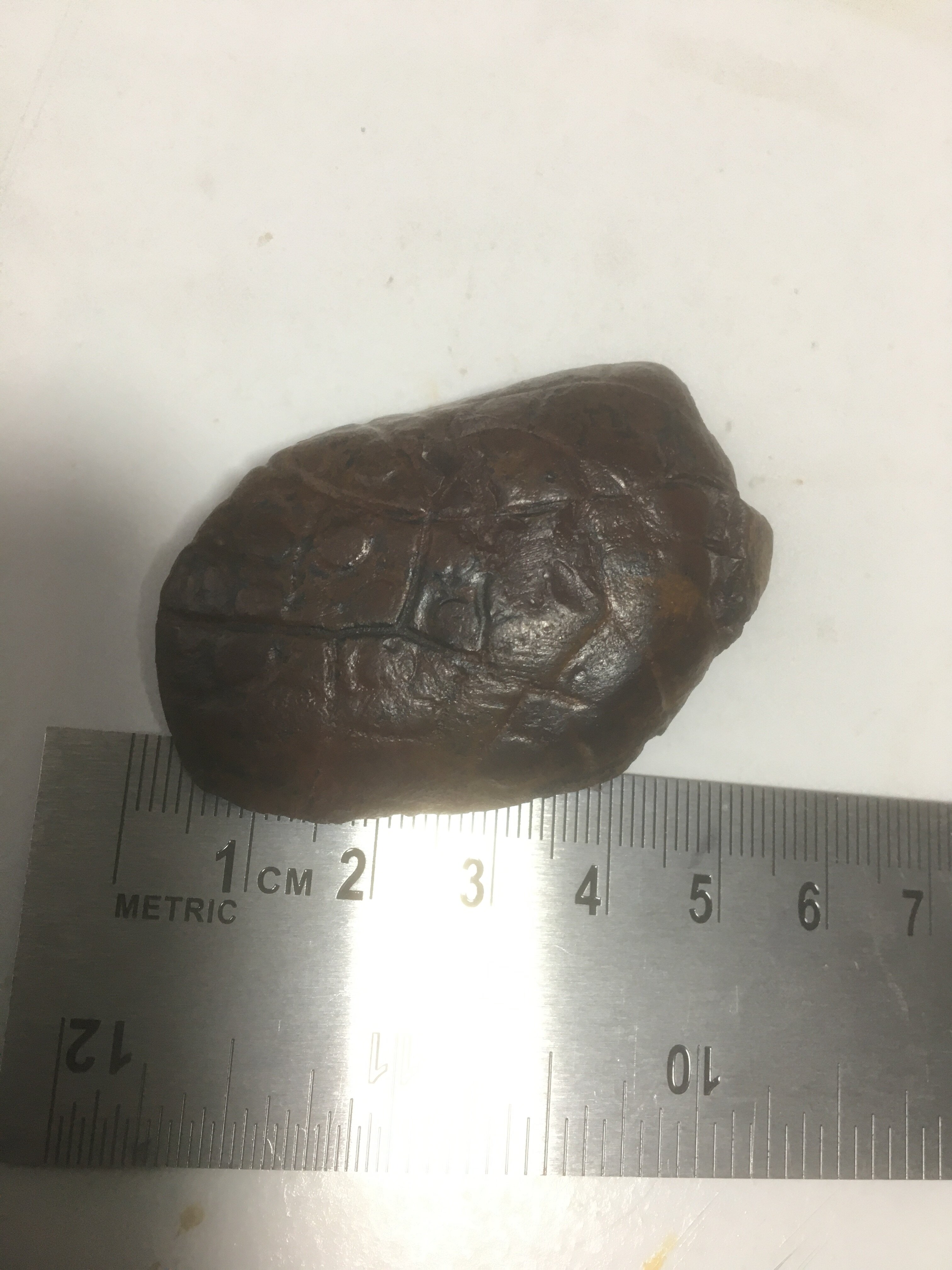 looks and has the shape of a small terrapin ? - Fossil ID - The Fossil ...