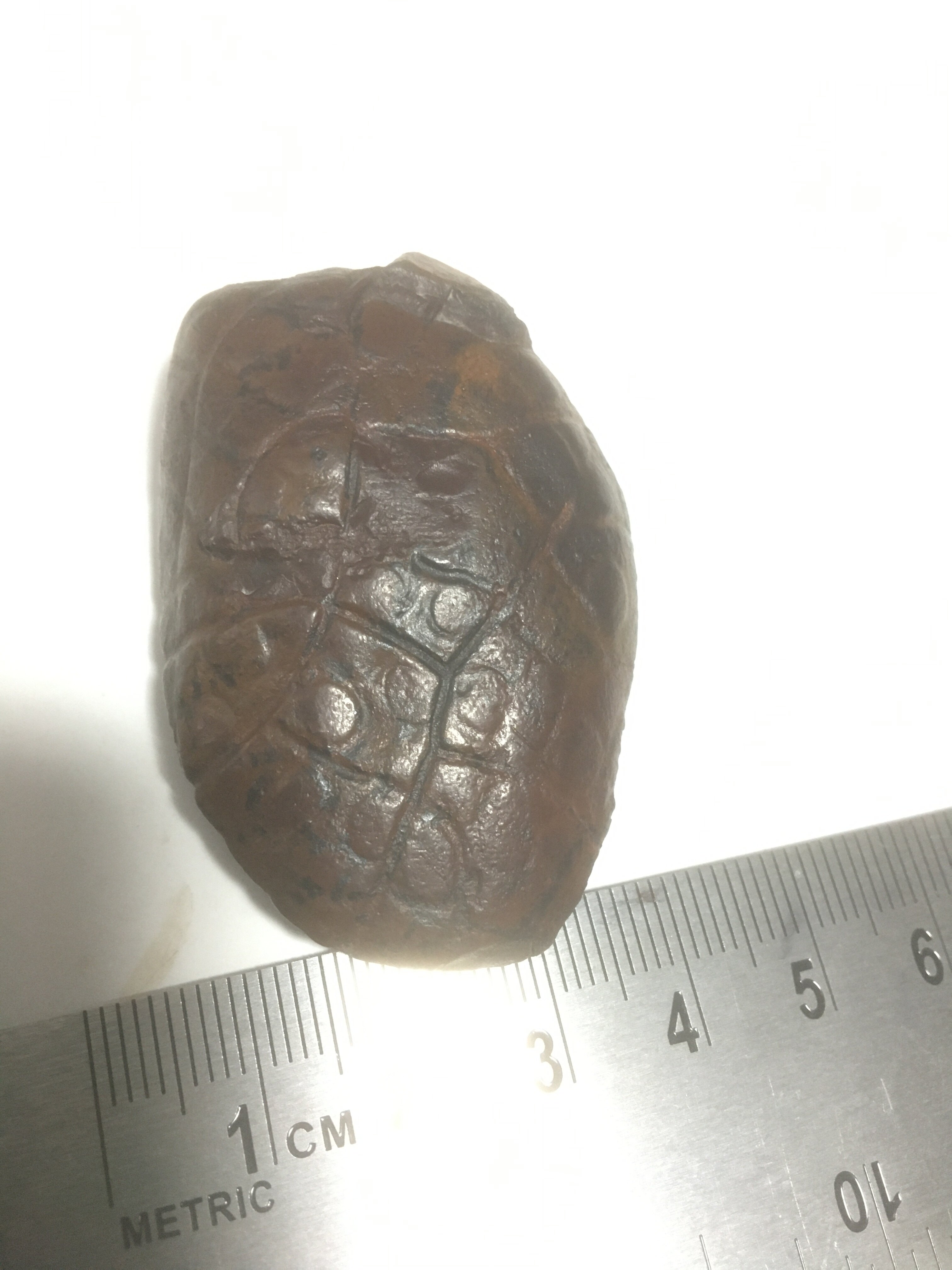 looks and has the shape of a small terrapin ? - Fossil ID - The Fossil ...