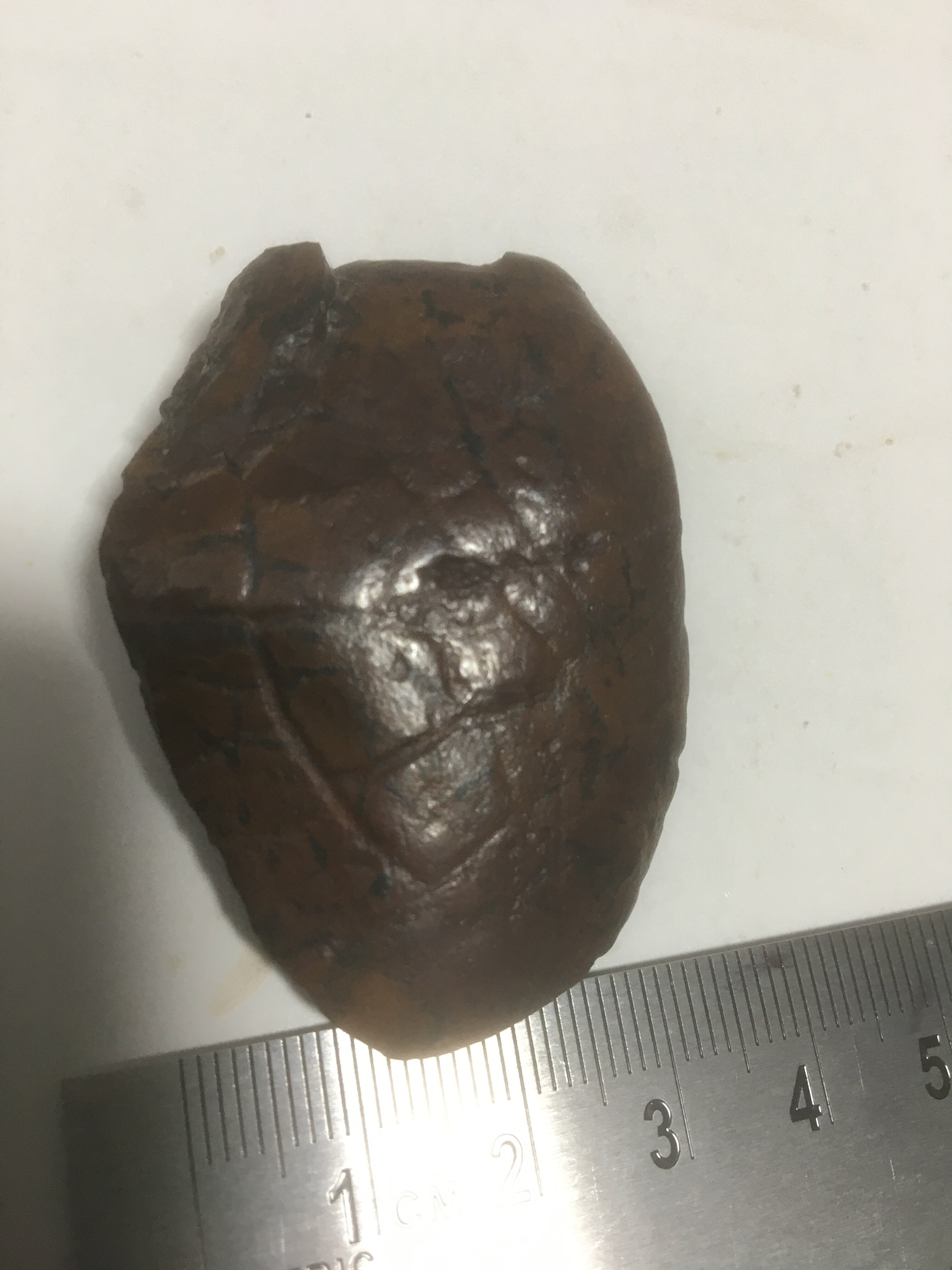 looks and has the shape of a small terrapin ? - Fossil ID - The Fossil ...