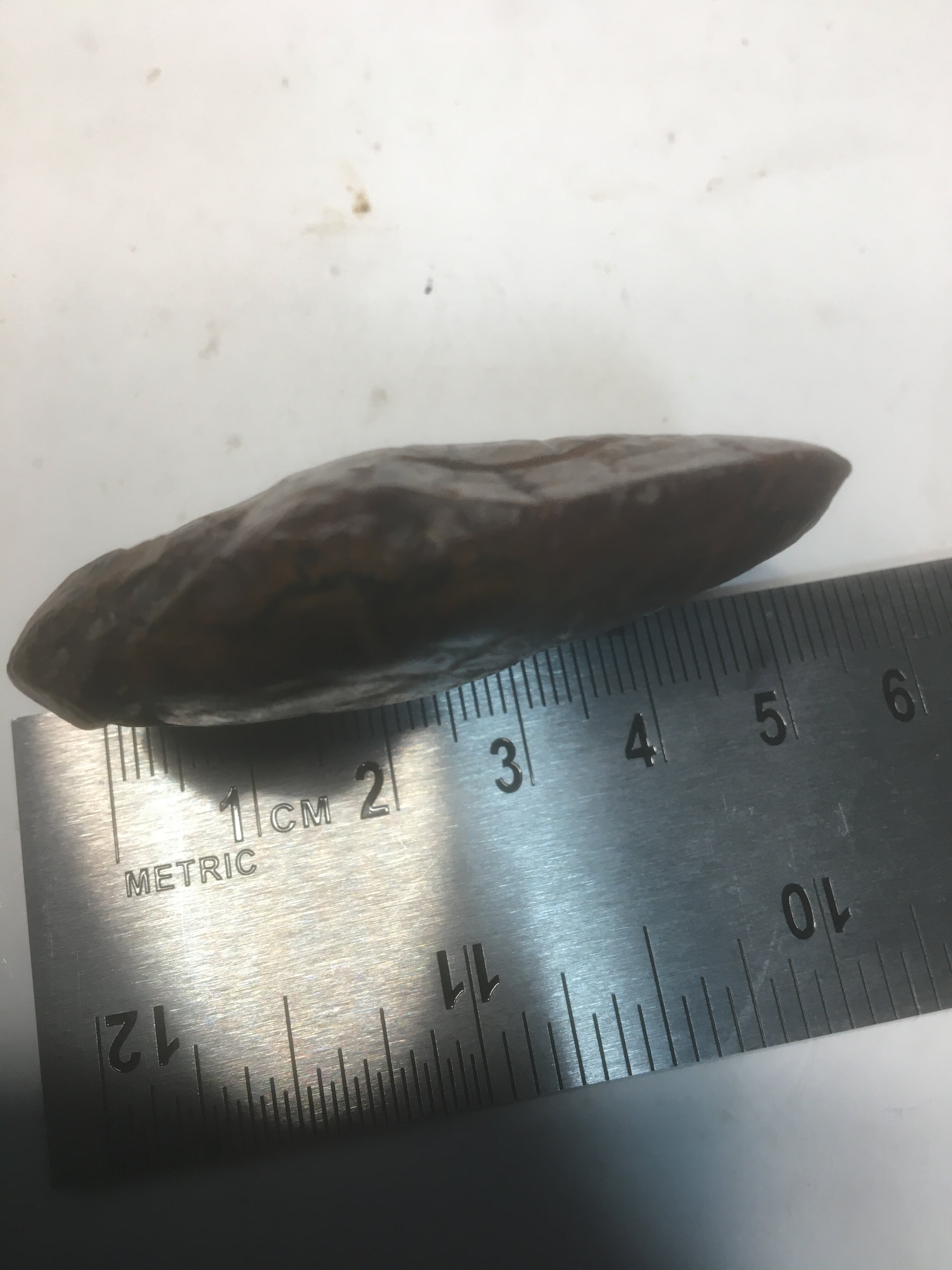 looks and has the shape of a small terrapin ? - Fossil ID - The Fossil ...