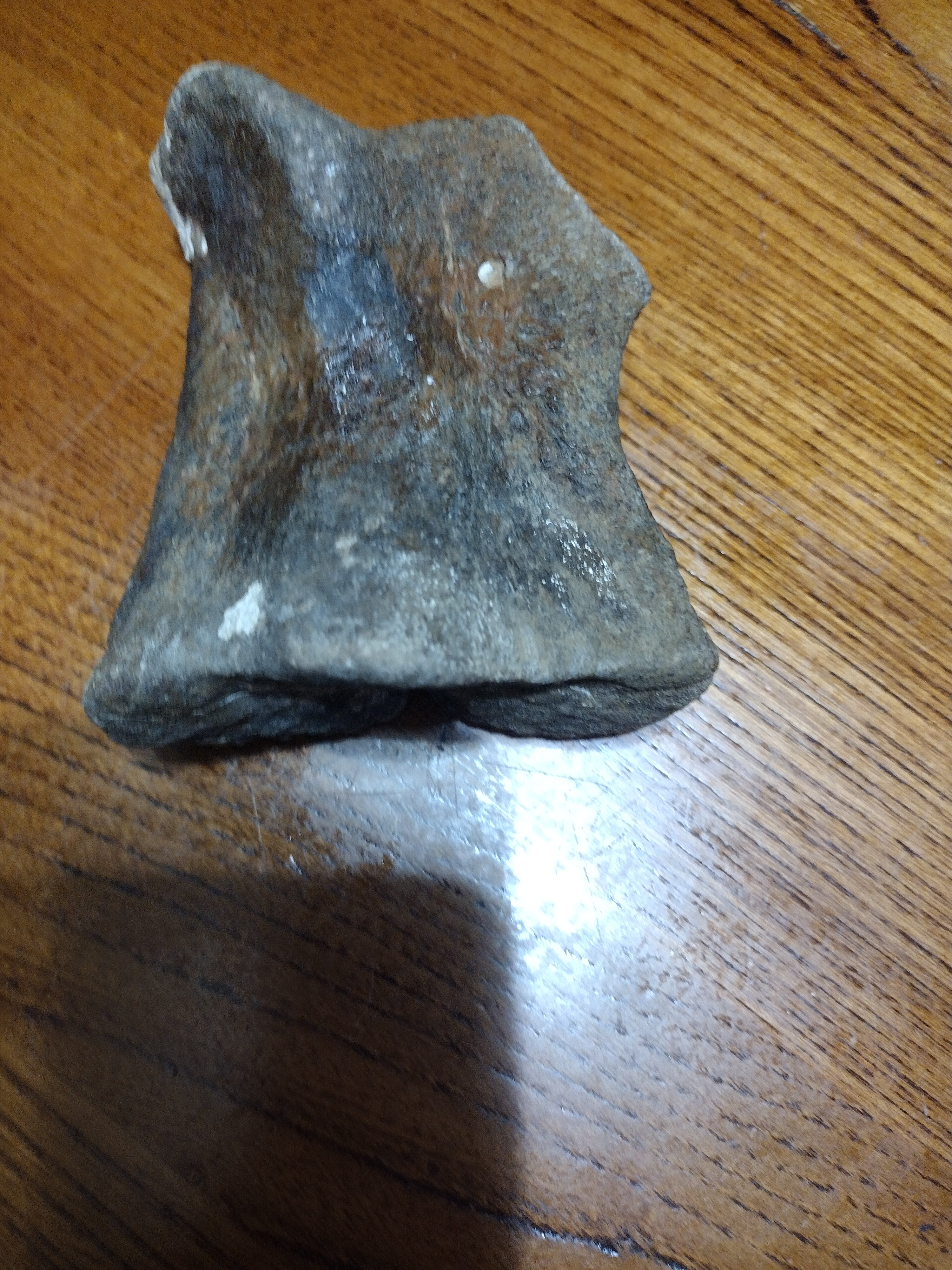 Hadrosaur foot bone? - Fossil ID - The Fossil Forum