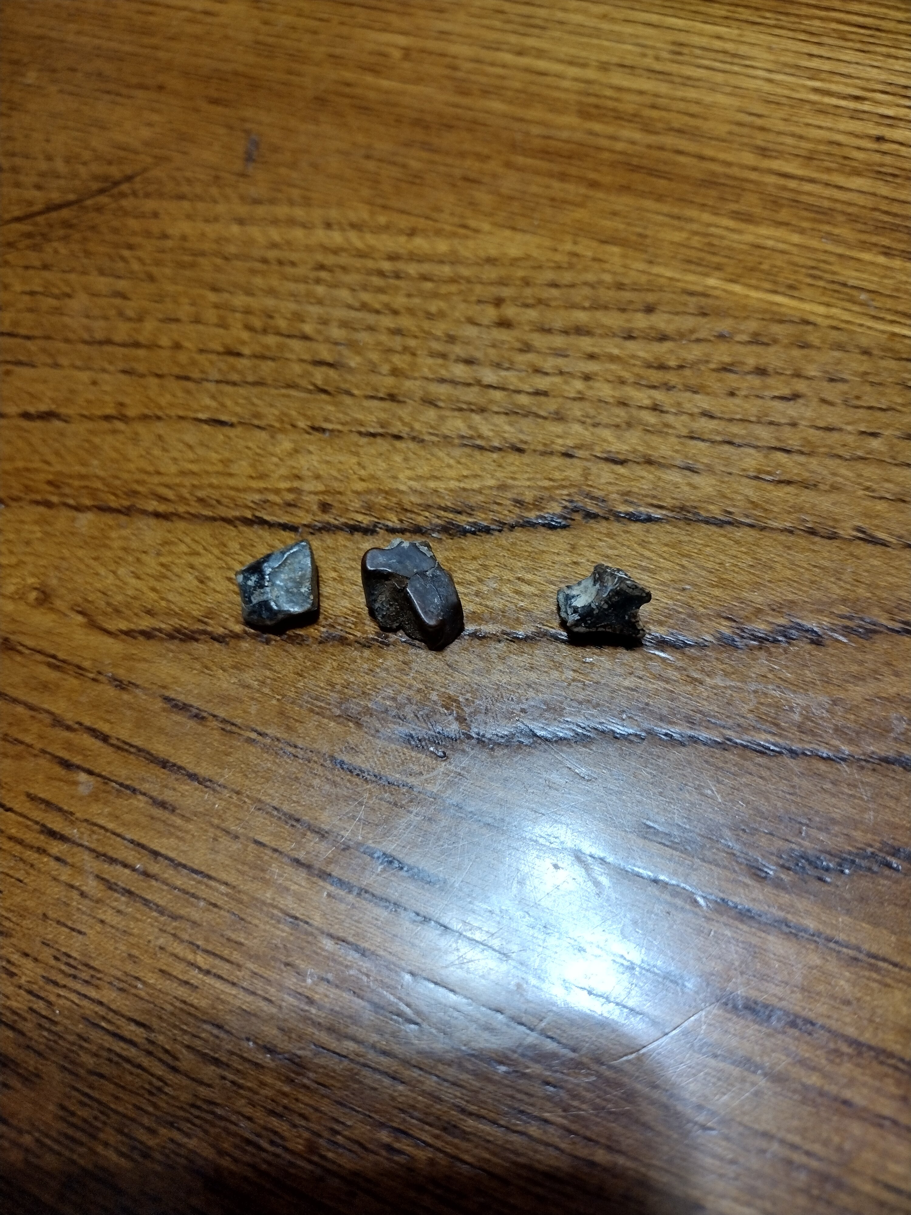 Hadrosaur spit tooth? - Fossil ID - The Fossil Forum