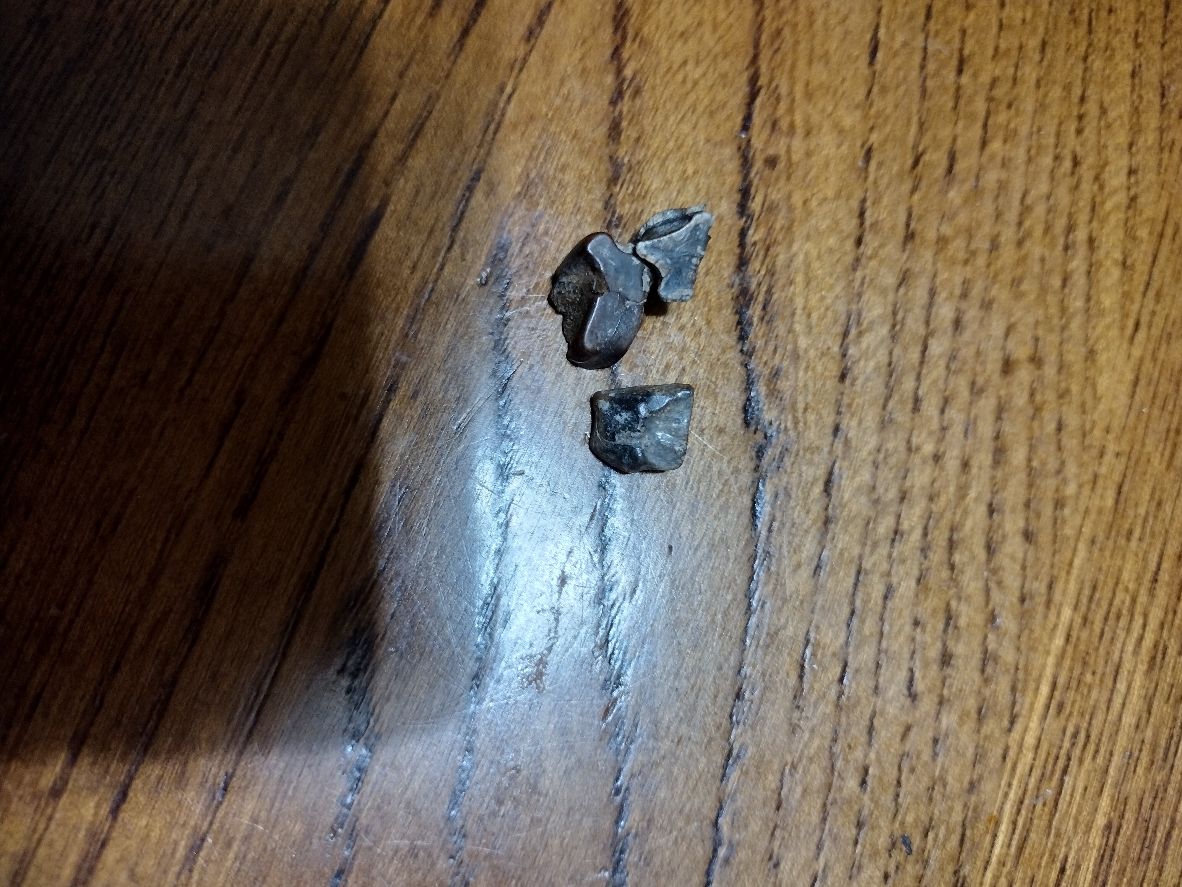 Hadrosaur spit tooth? - Fossil ID - The Fossil Forum