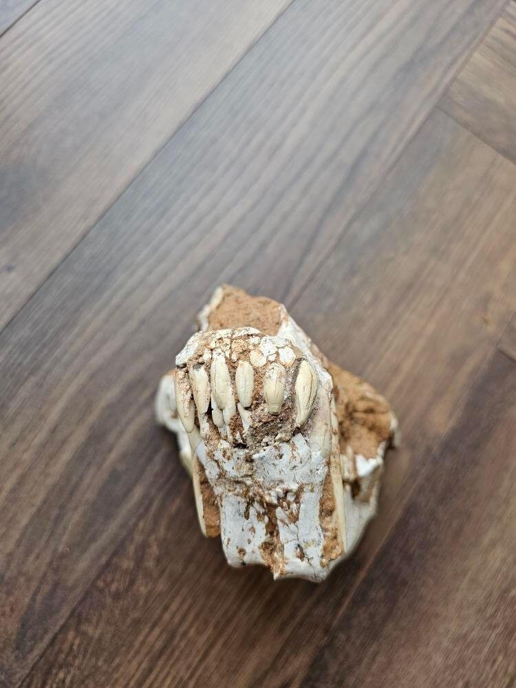 What can you tell me about this sabertooth fossil? - Is It Real? How to ...