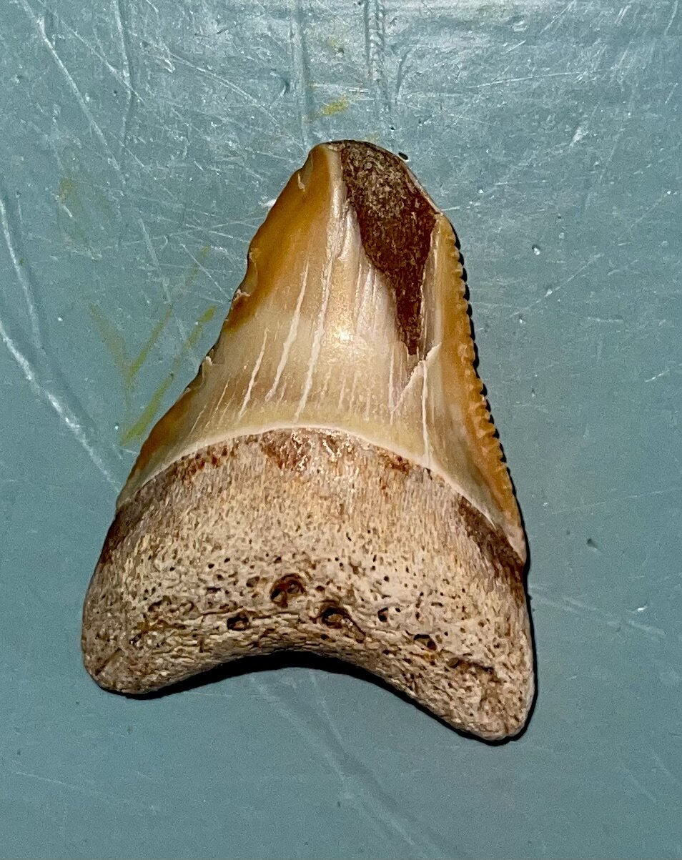 Shark Tooth ID - Fossil ID - The Fossil Forum