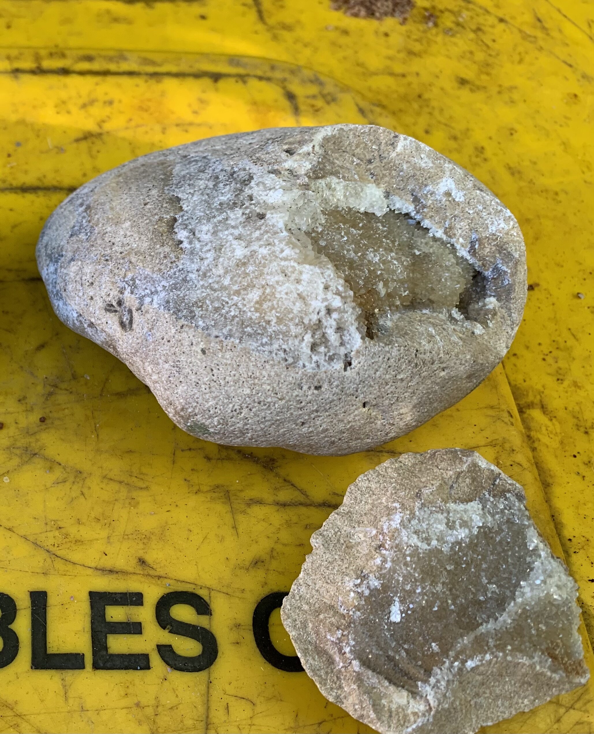 Abalone. Fossilised - Fossil ID - The Fossil Forum