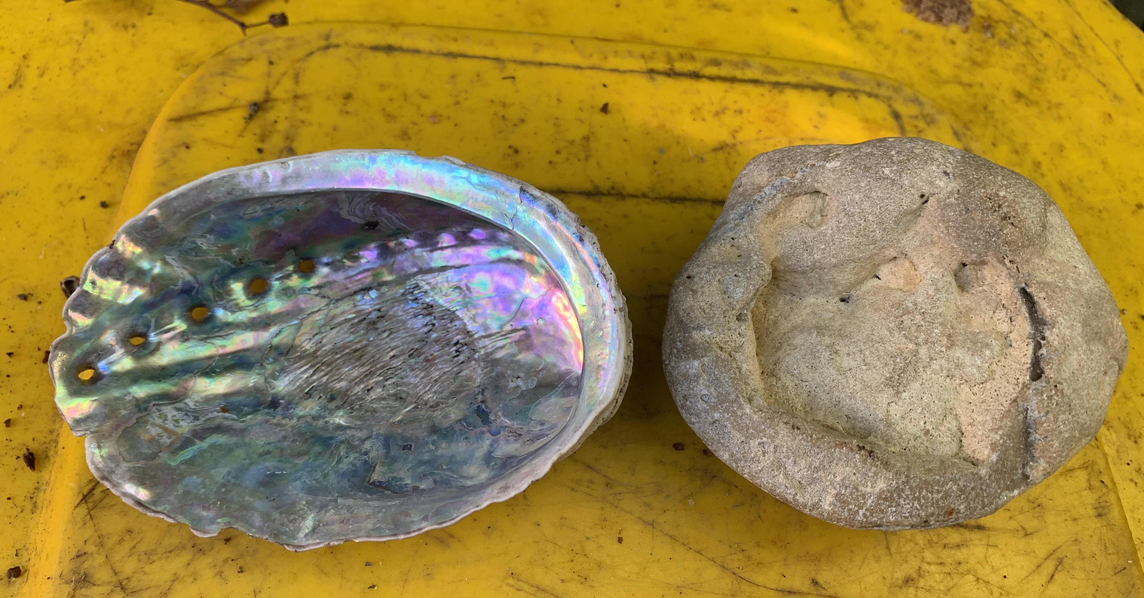 Abalone. Fossilised - Fossil ID - The Fossil Forum