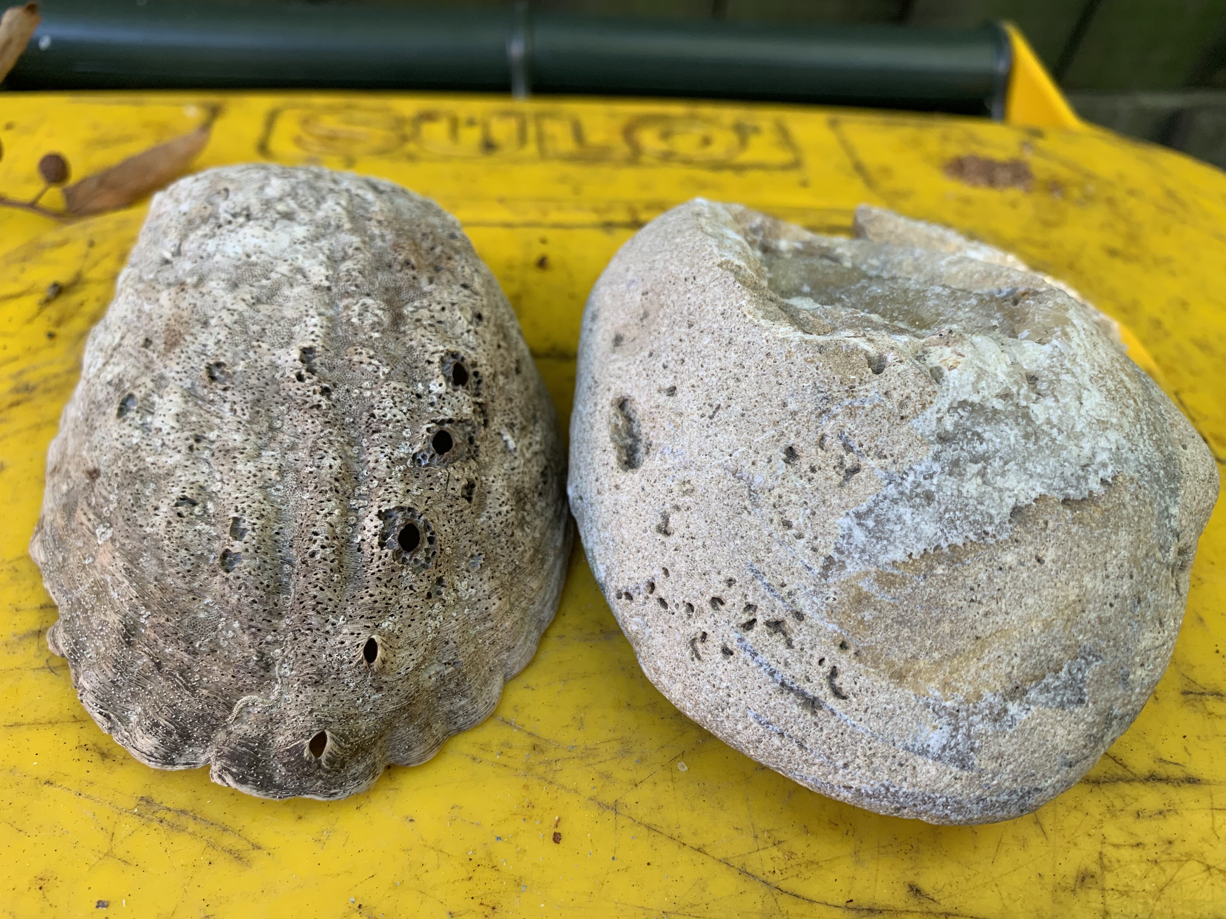 Abalone. Fossilised - Fossil ID - The Fossil Forum