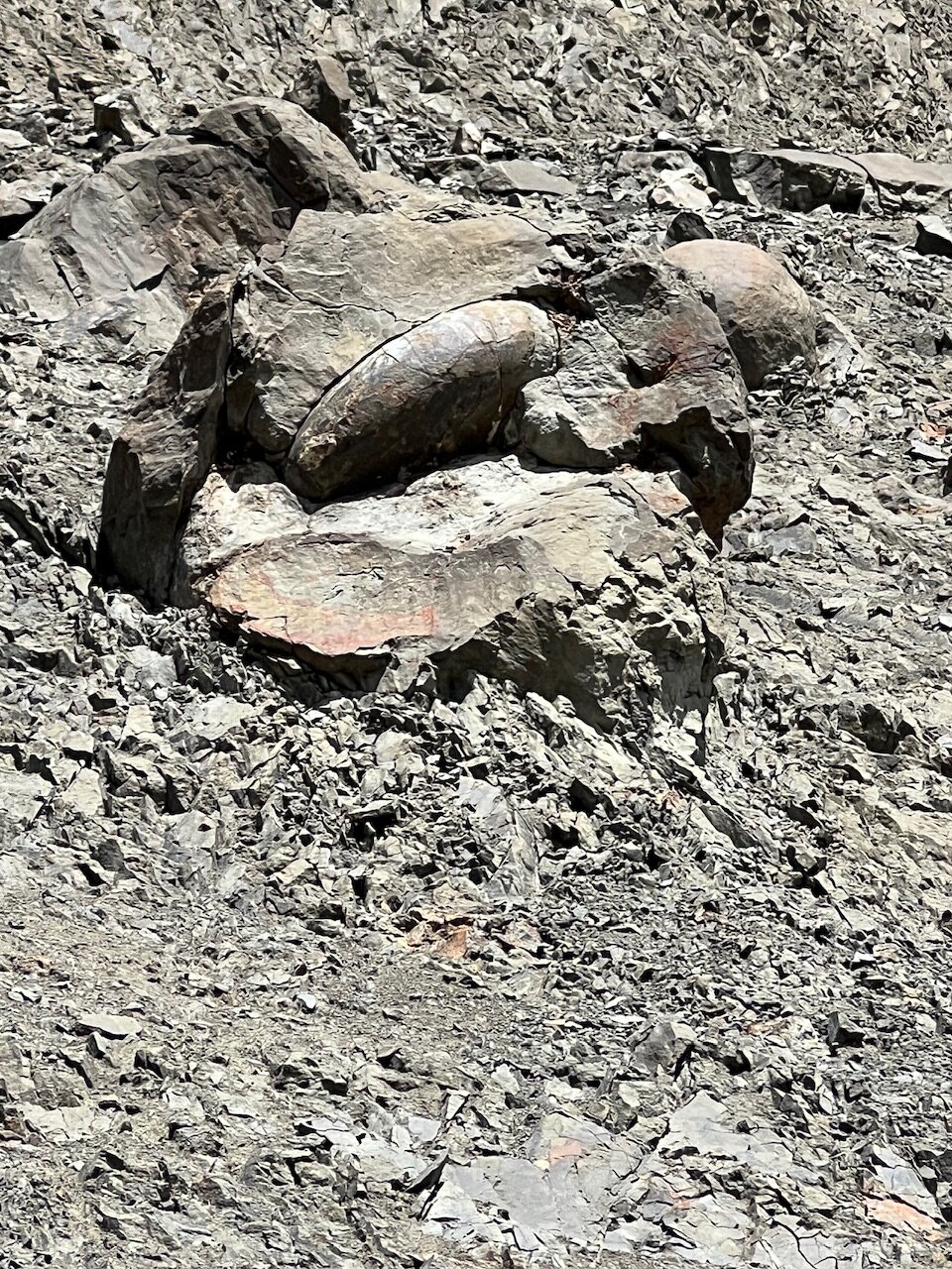 Alaska 2023 in Review - Fossil Hunting Trips - The Fossil Forum