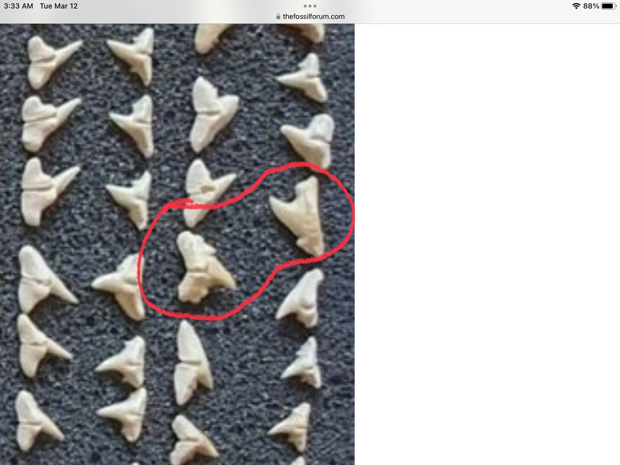 Tiny moroccan shark teeth - Fossil ID - The Fossil Forum