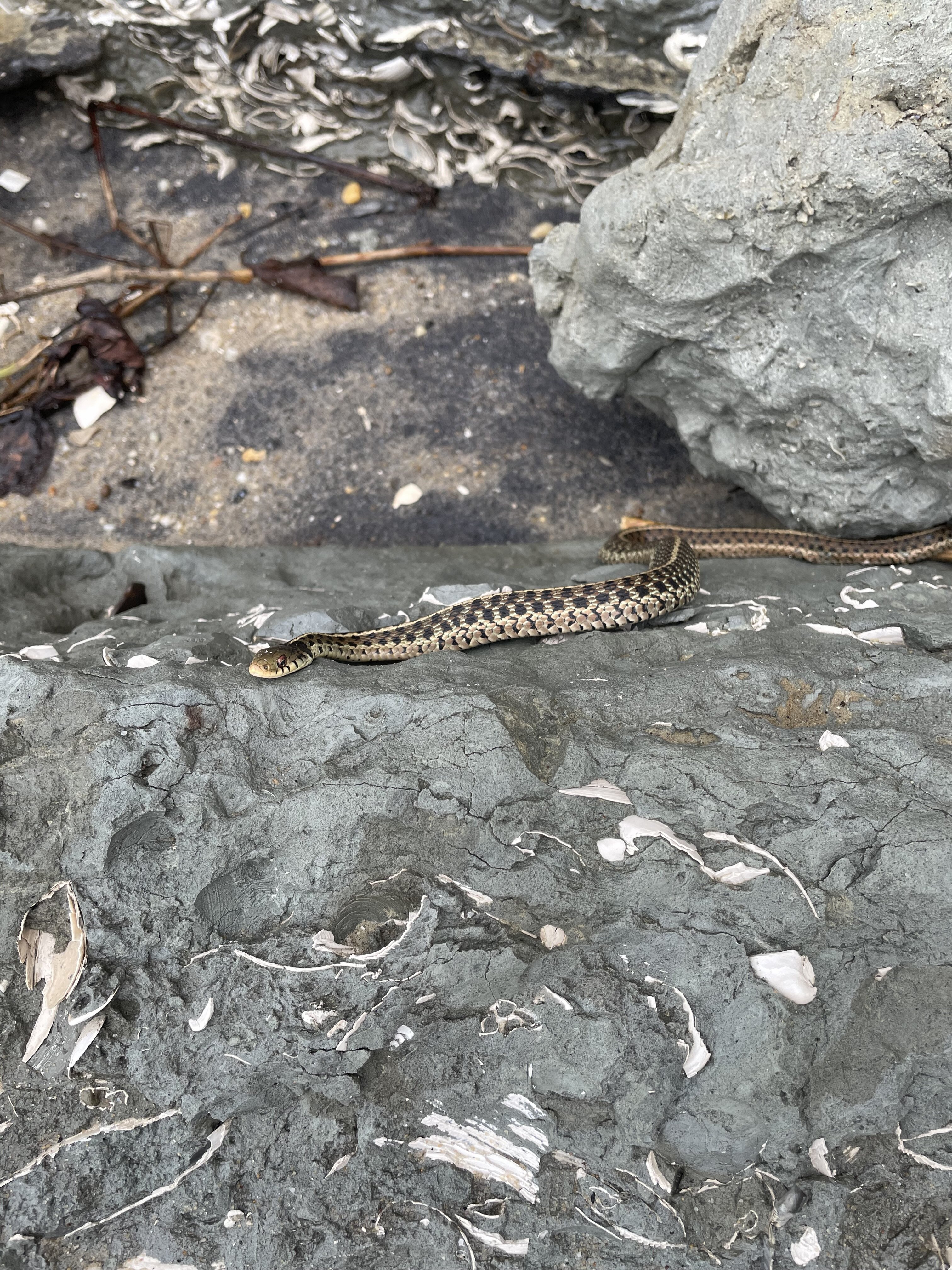 Maryland Croc, Broken Meg Piece, and Snake on a rainy high tide hunt ...