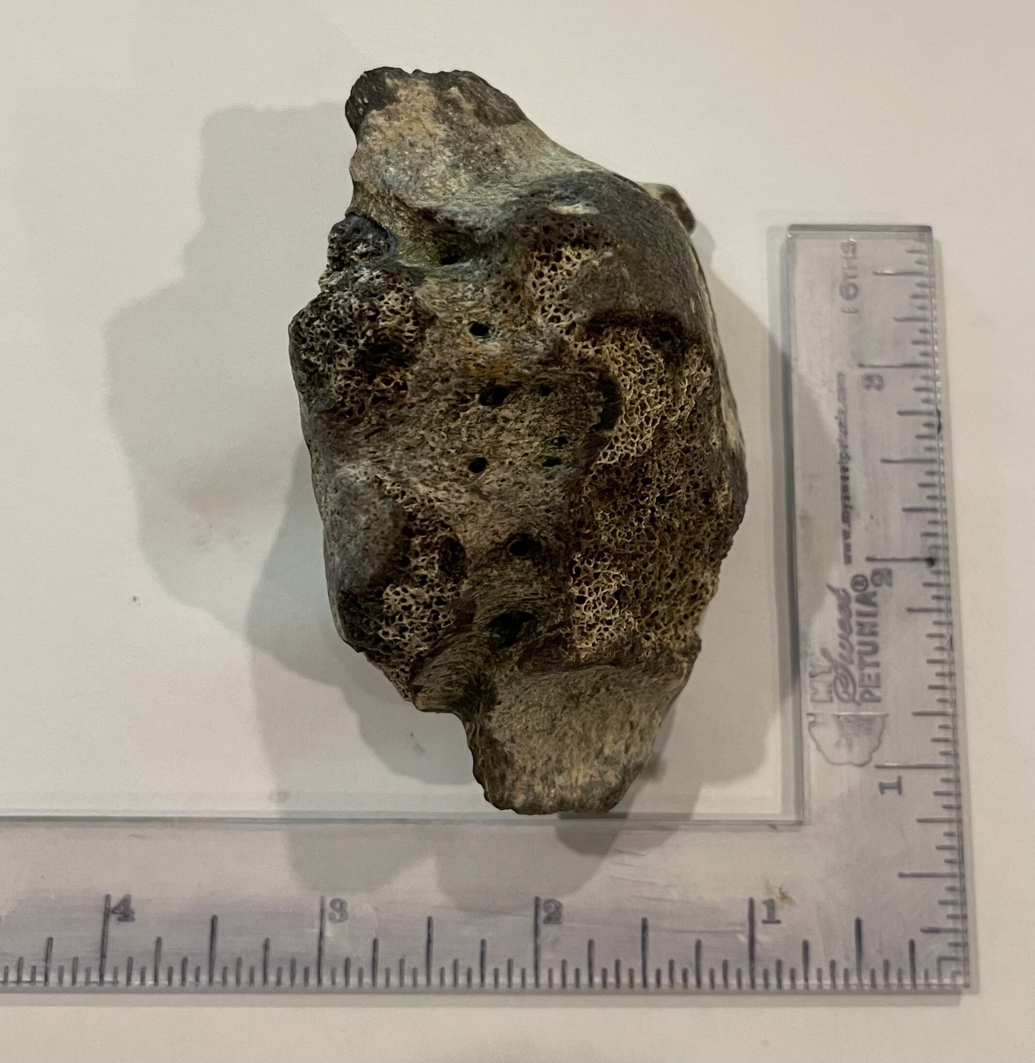 Possible backbone fossil? - Fossil ID - The Fossil Forum
