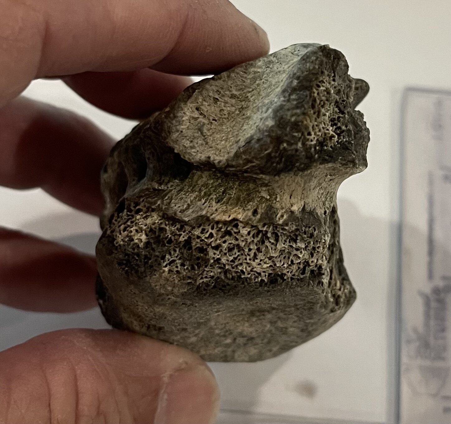 Possible backbone fossil? - Fossil ID - The Fossil Forum