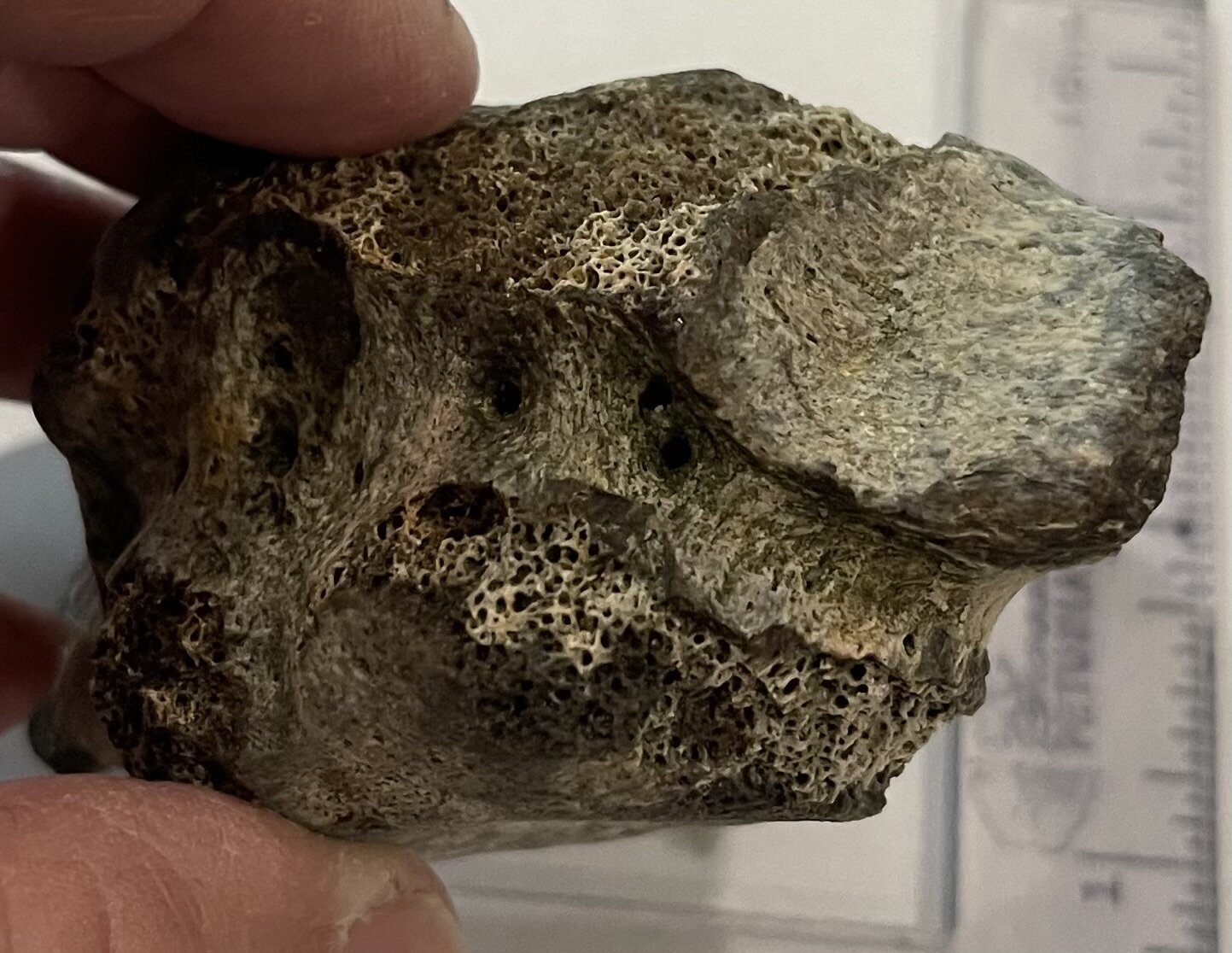 Possible backbone fossil? - Fossil ID - The Fossil Forum