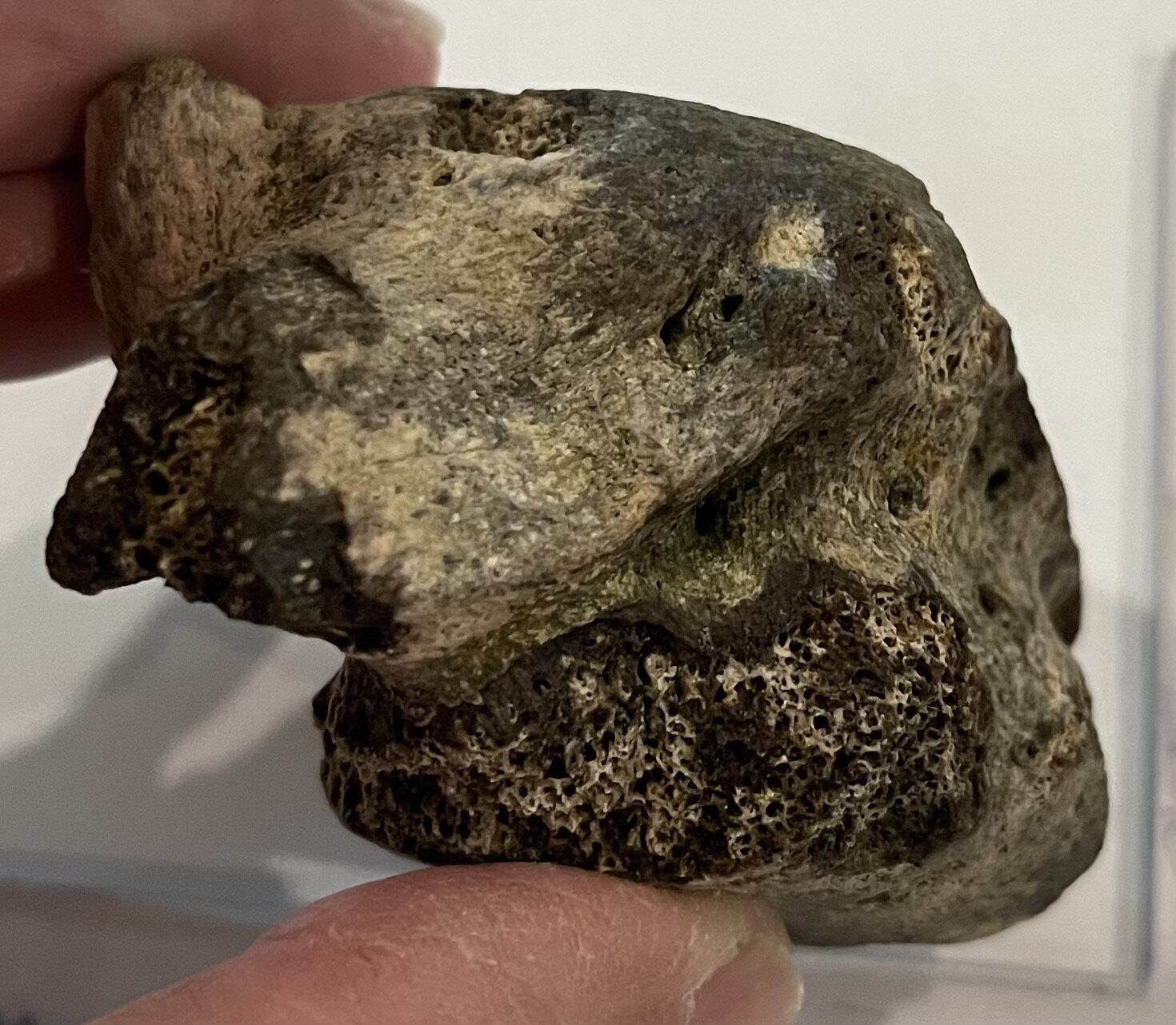Possible backbone fossil? - Fossil ID - The Fossil Forum