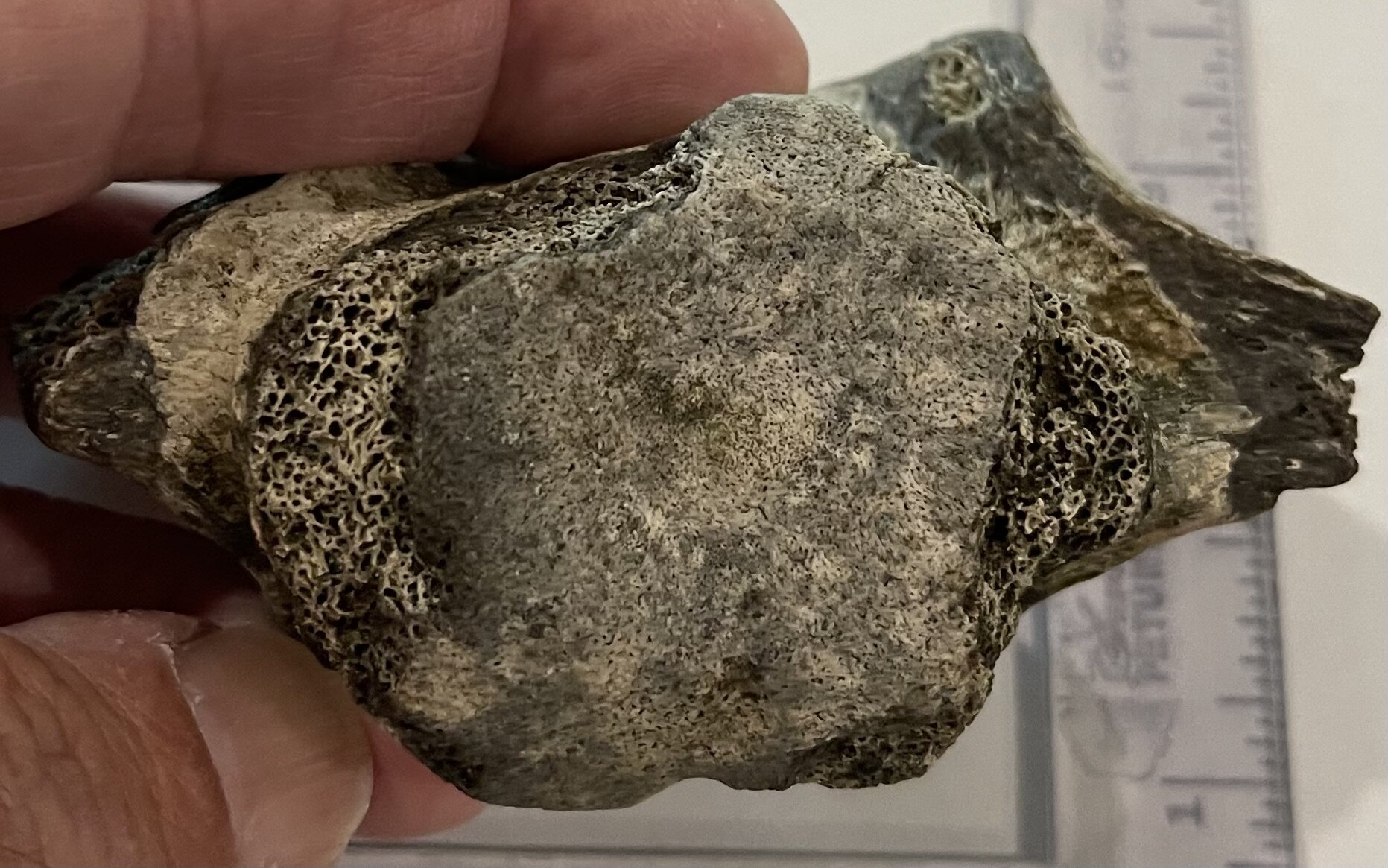 Possible backbone fossil? - Fossil ID - The Fossil Forum