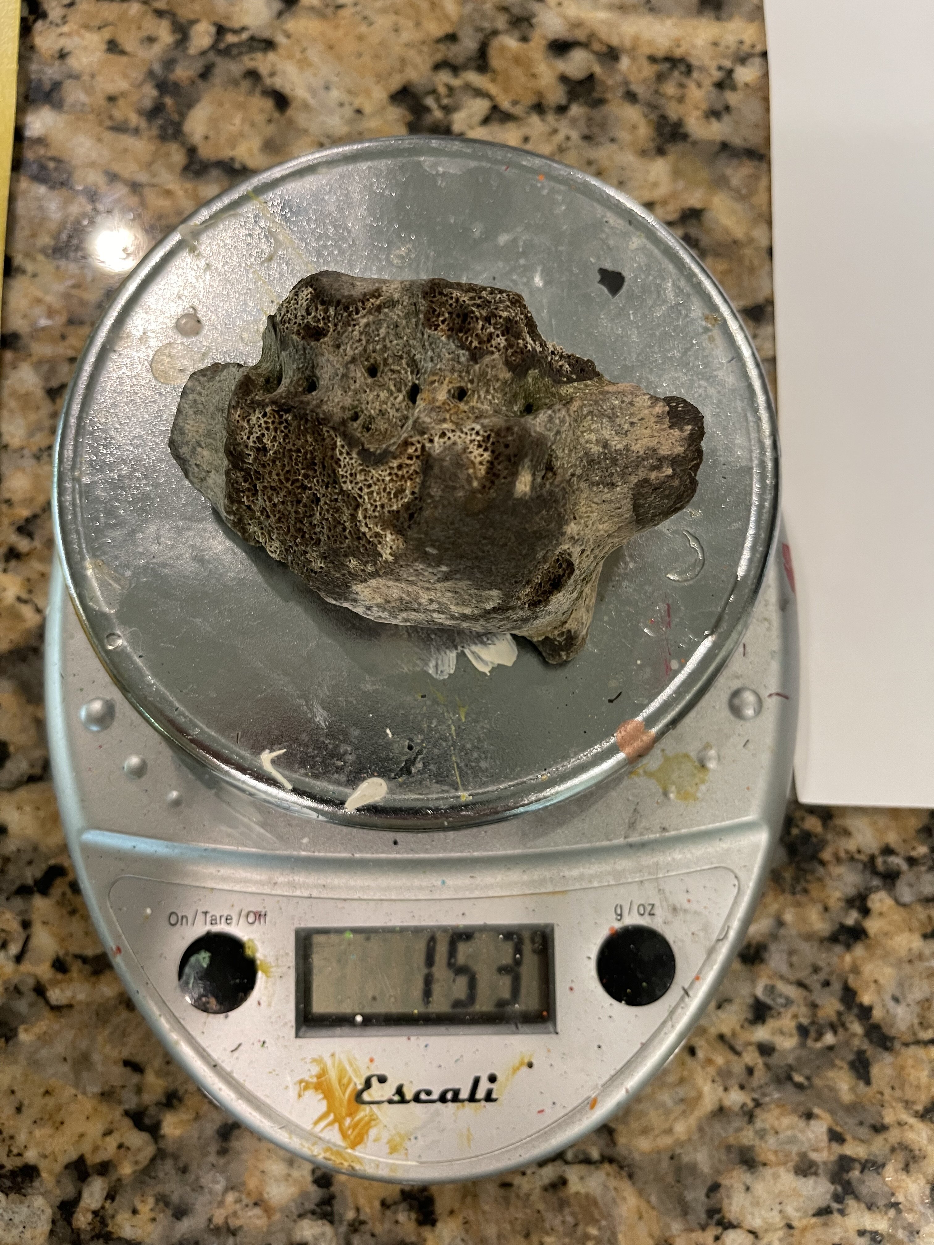 Possible backbone fossil? - Fossil ID - The Fossil Forum