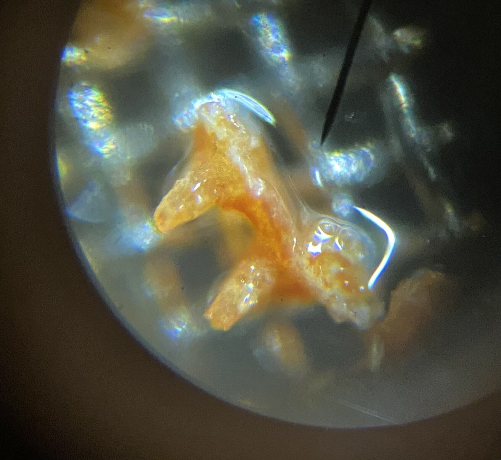Carboniferous Microfossils - Fossil ID - The Fossil Forum