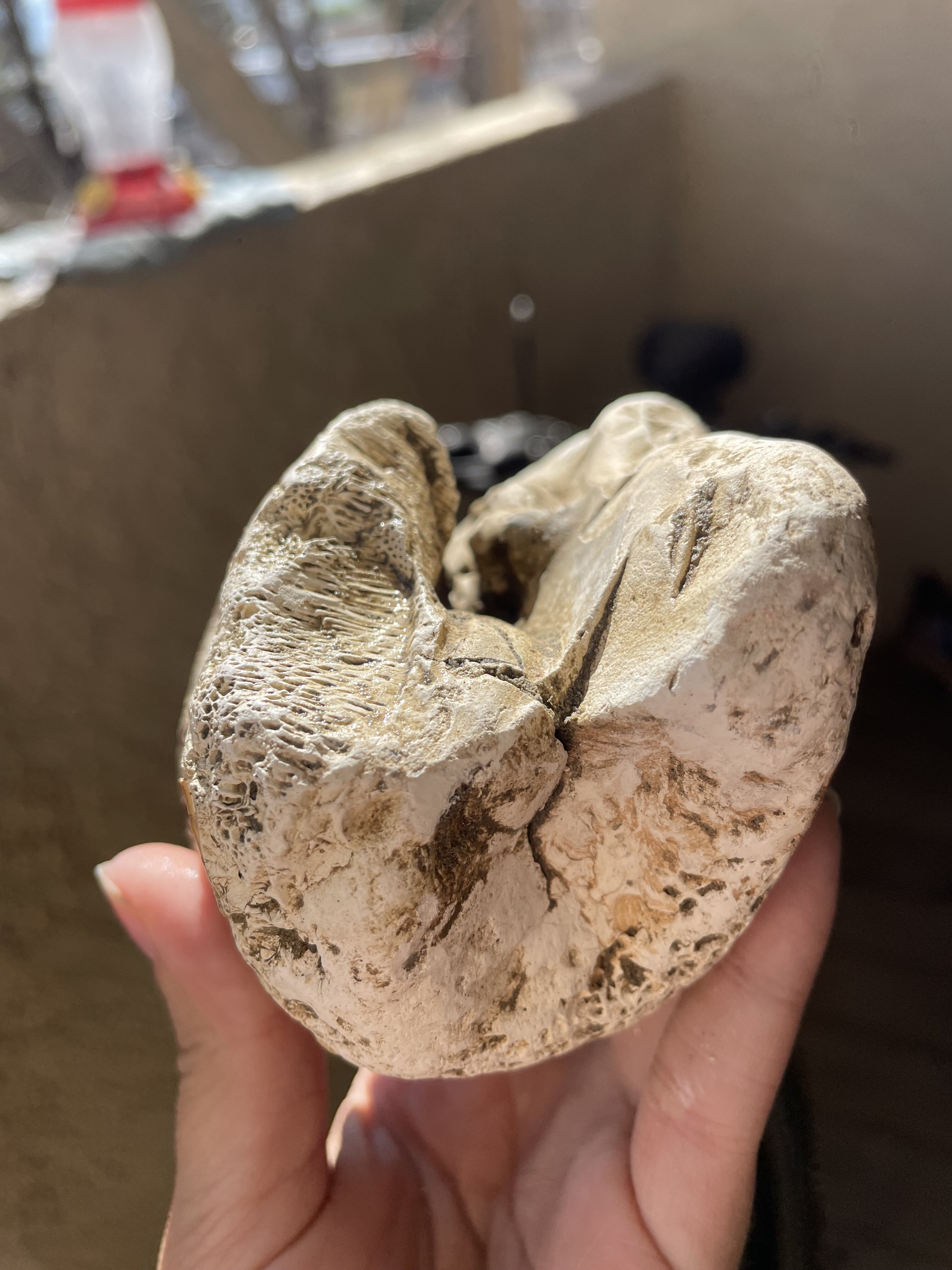 Possible Fossilized Bone Found in Central CA creek beds? - Fossil ID ...